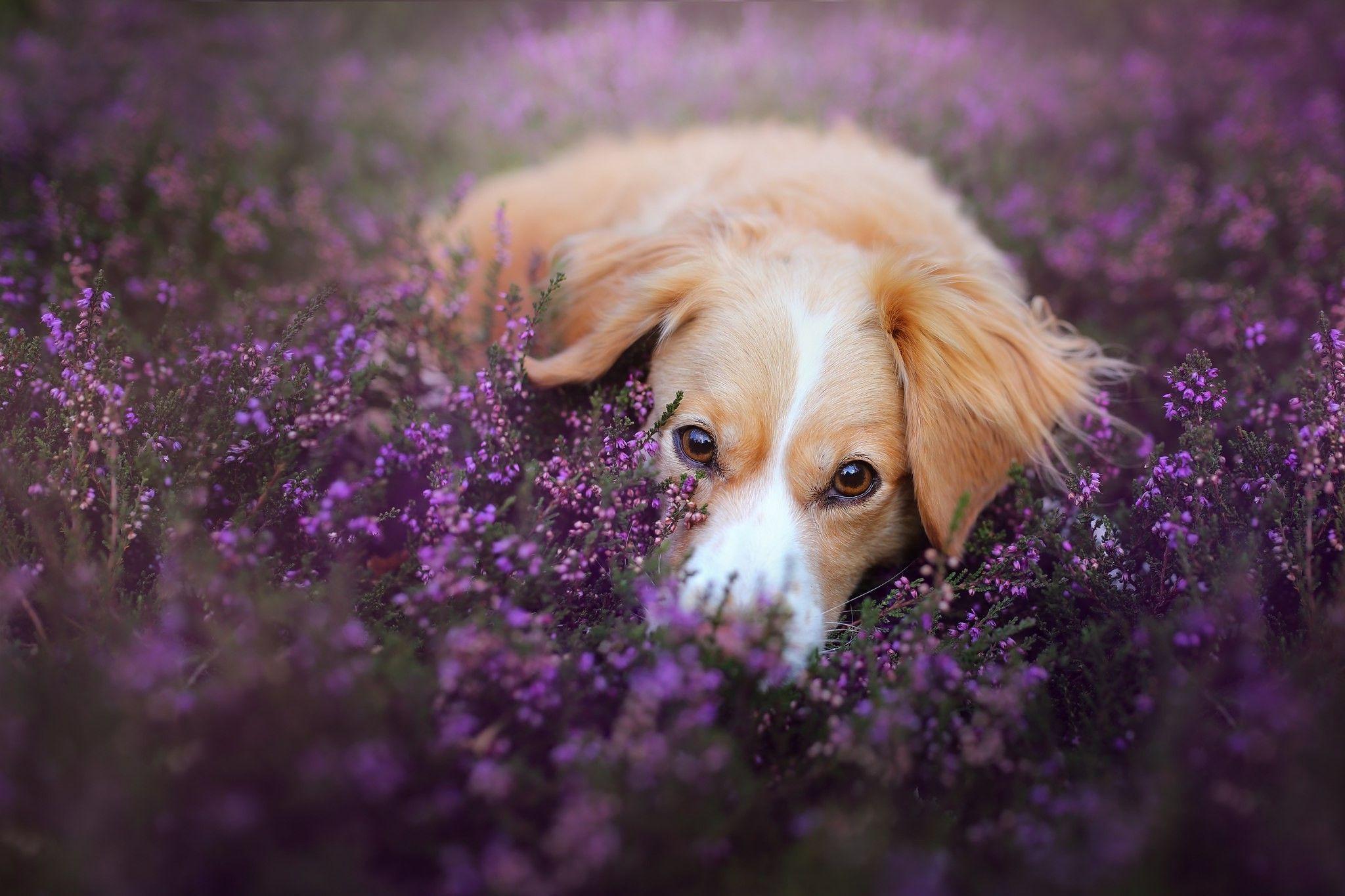 Dog Flower Wallpapers - Top Free Dog Flower Backgrounds - WallpaperAccess