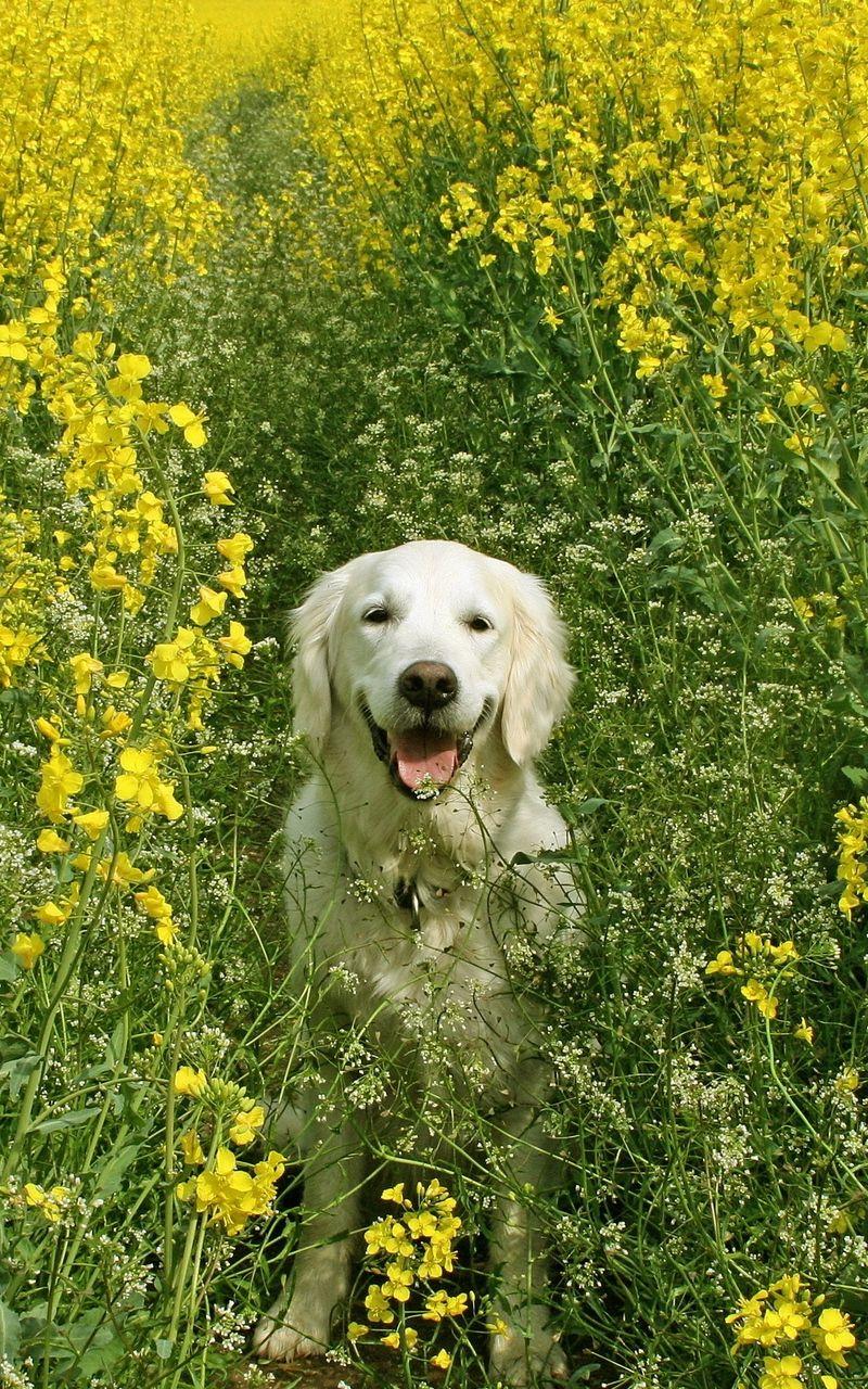 Dog Flower Wallpapers - Top Free Dog Flower Backgrounds - WallpaperAccess