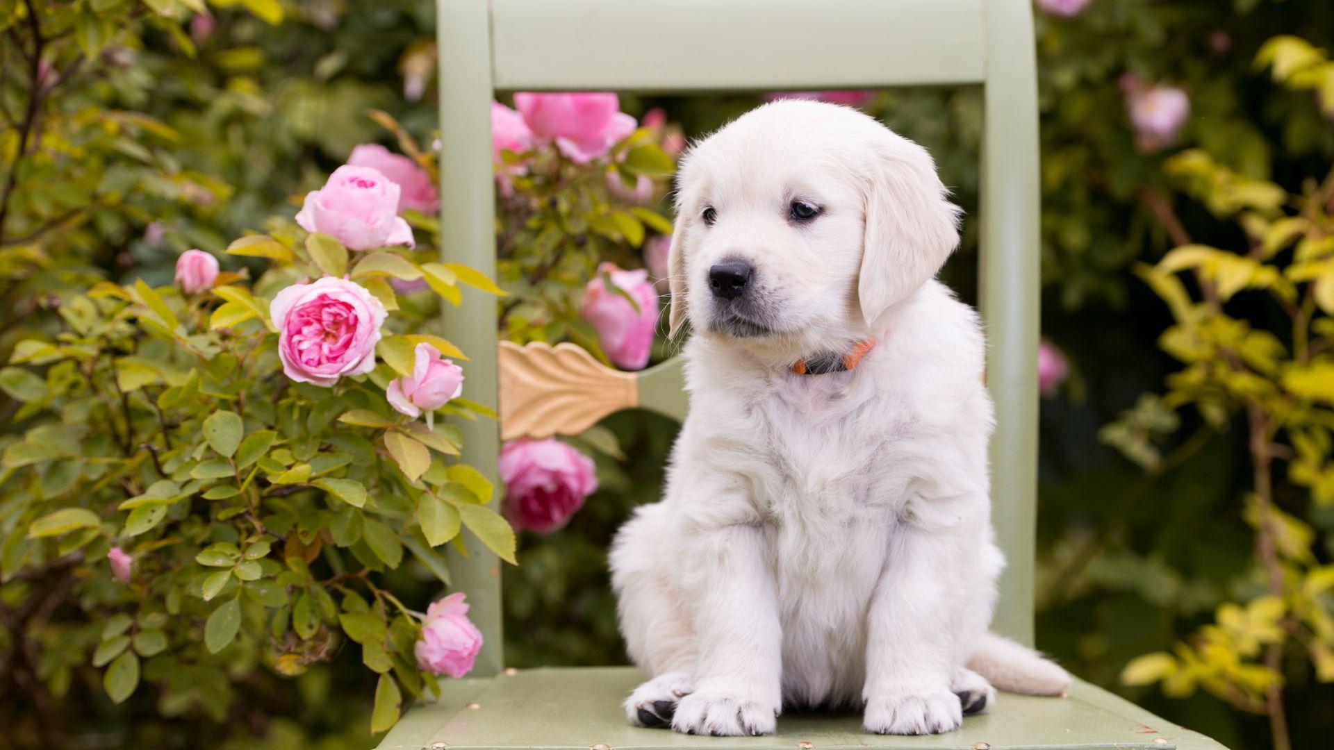 Dog Flower Wallpapers - Top Free Dog Flower Backgrounds - WallpaperAccess