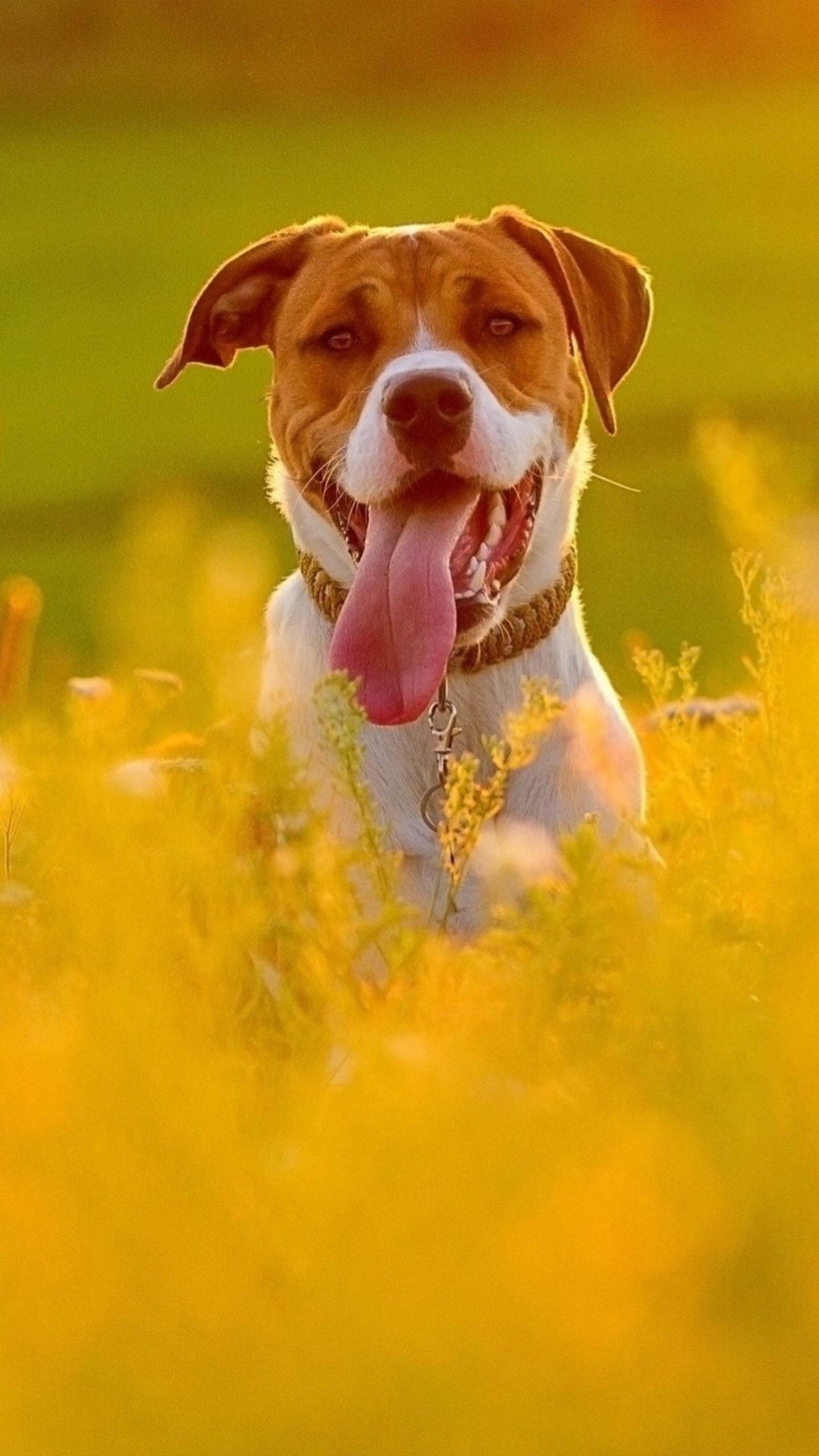 Dog Flower Wallpapers - Top Free Dog Flower Backgrounds - WallpaperAccess