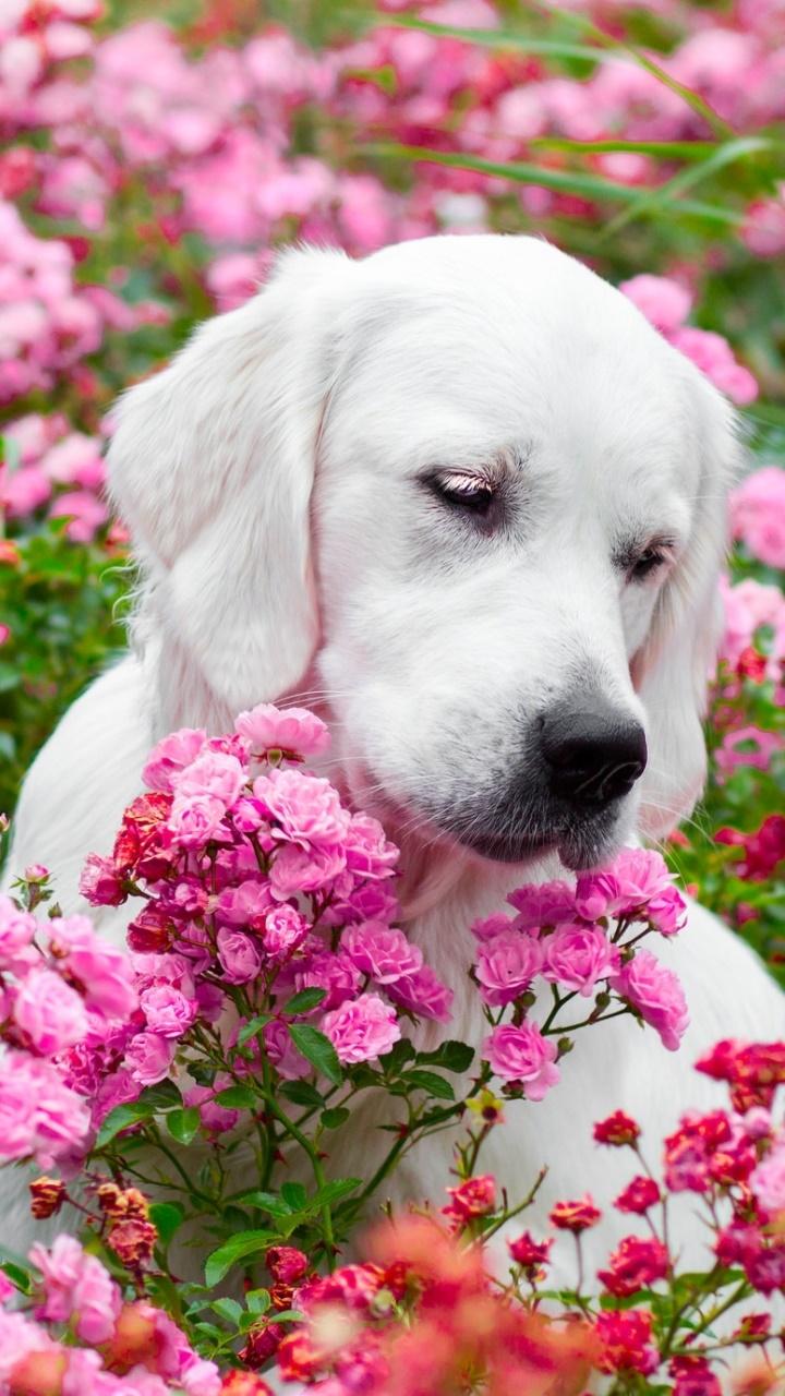 Dog Flower Wallpapers - Top Free Dog Flower Backgrounds - WallpaperAccess