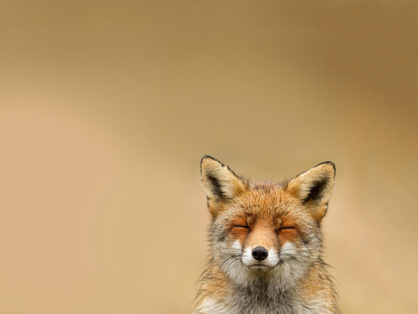 Smile Funny Wallpapers - Top Free Smile Funny Backgrounds - WallpaperAccess