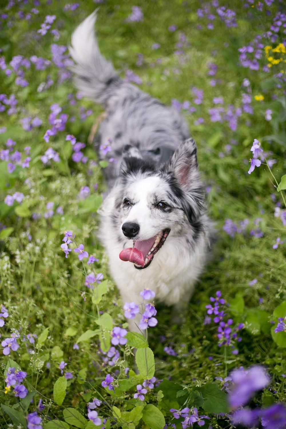 Dog Flower Wallpapers - Top Free Dog Flower Backgrounds - WallpaperAccess