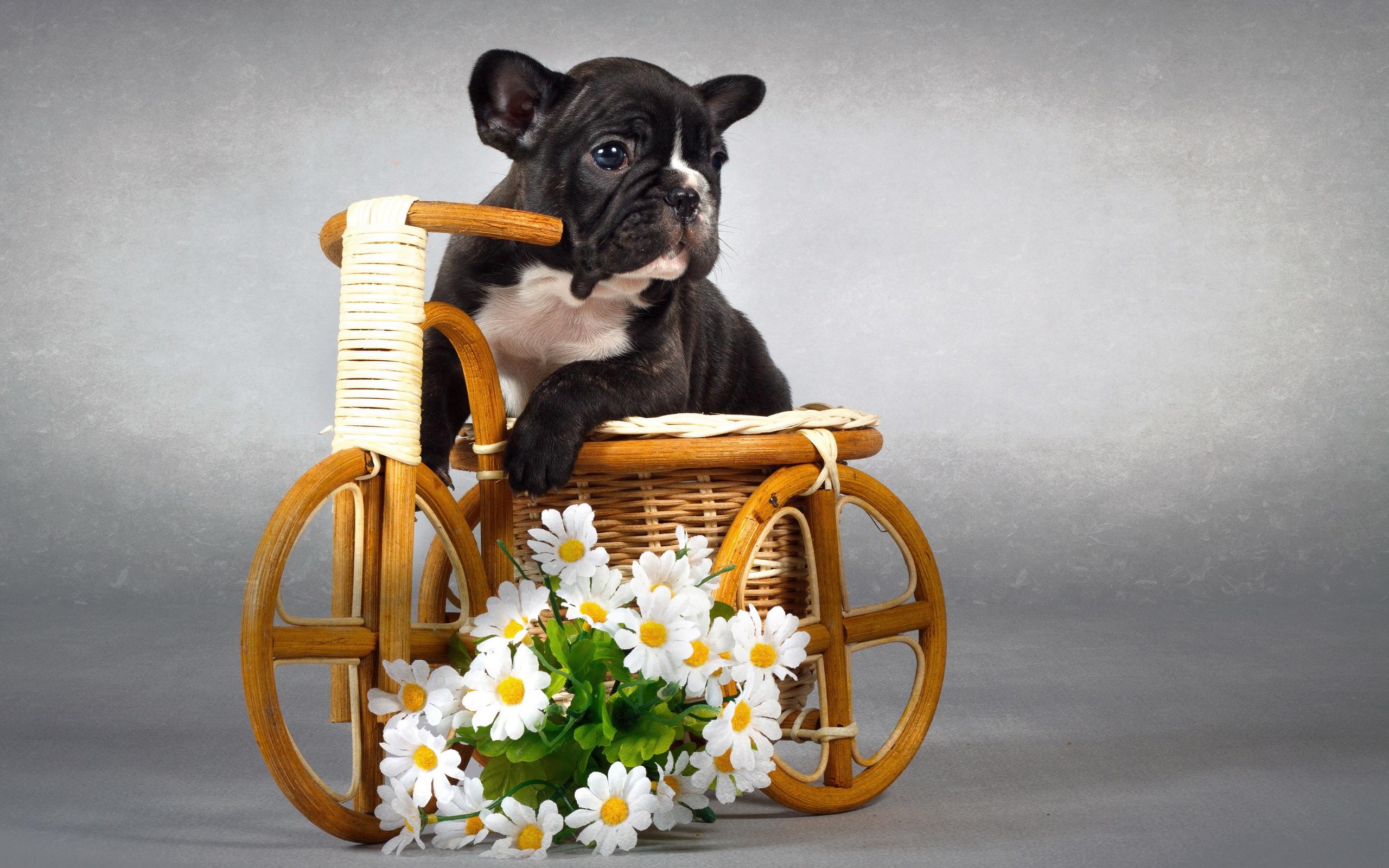 Dog Flower Wallpapers - Top Free Dog Flower Backgrounds - WallpaperAccess