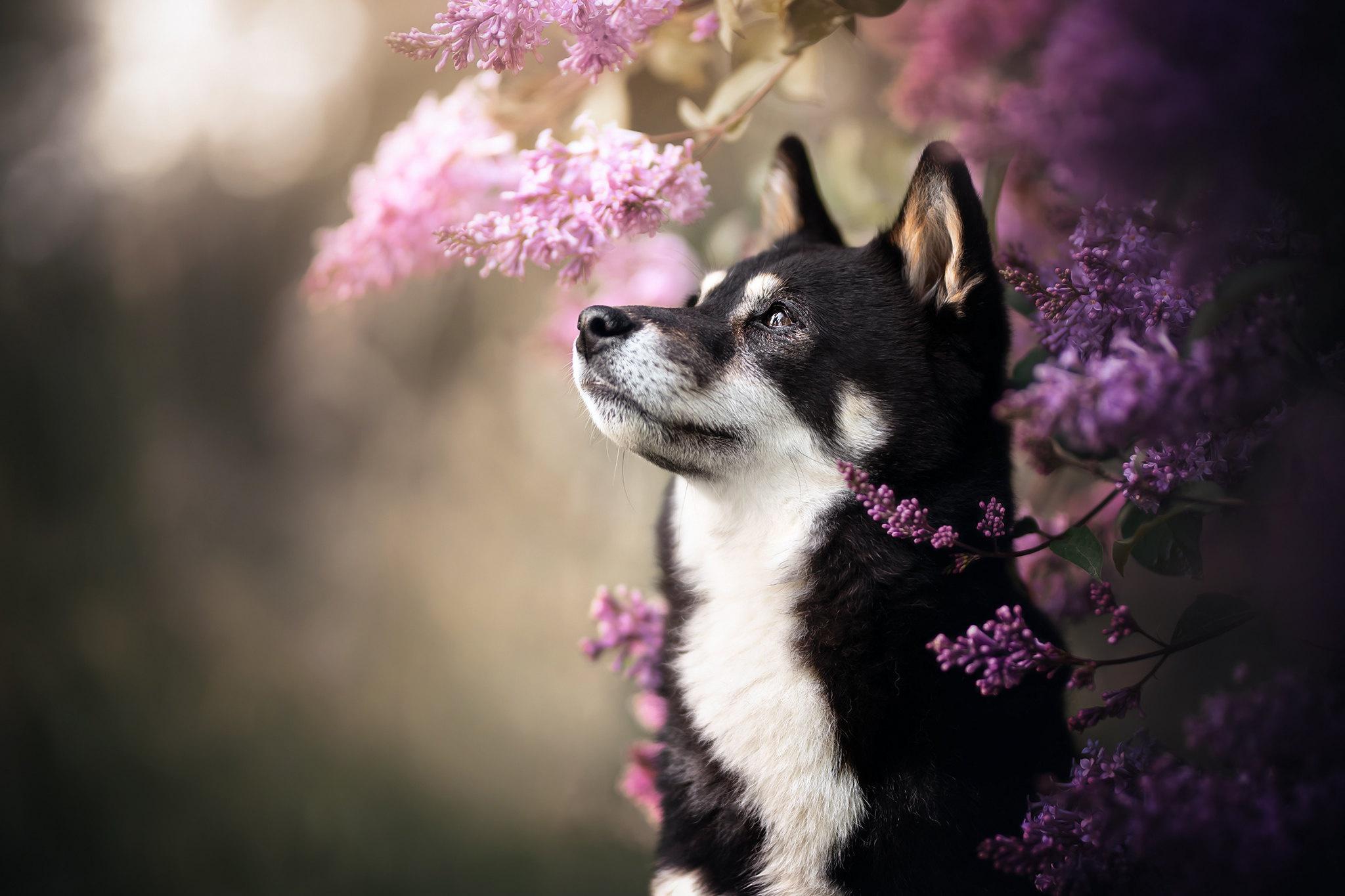 Dog Flower Wallpapers - Top Free Dog Flower Backgrounds - WallpaperAccess
