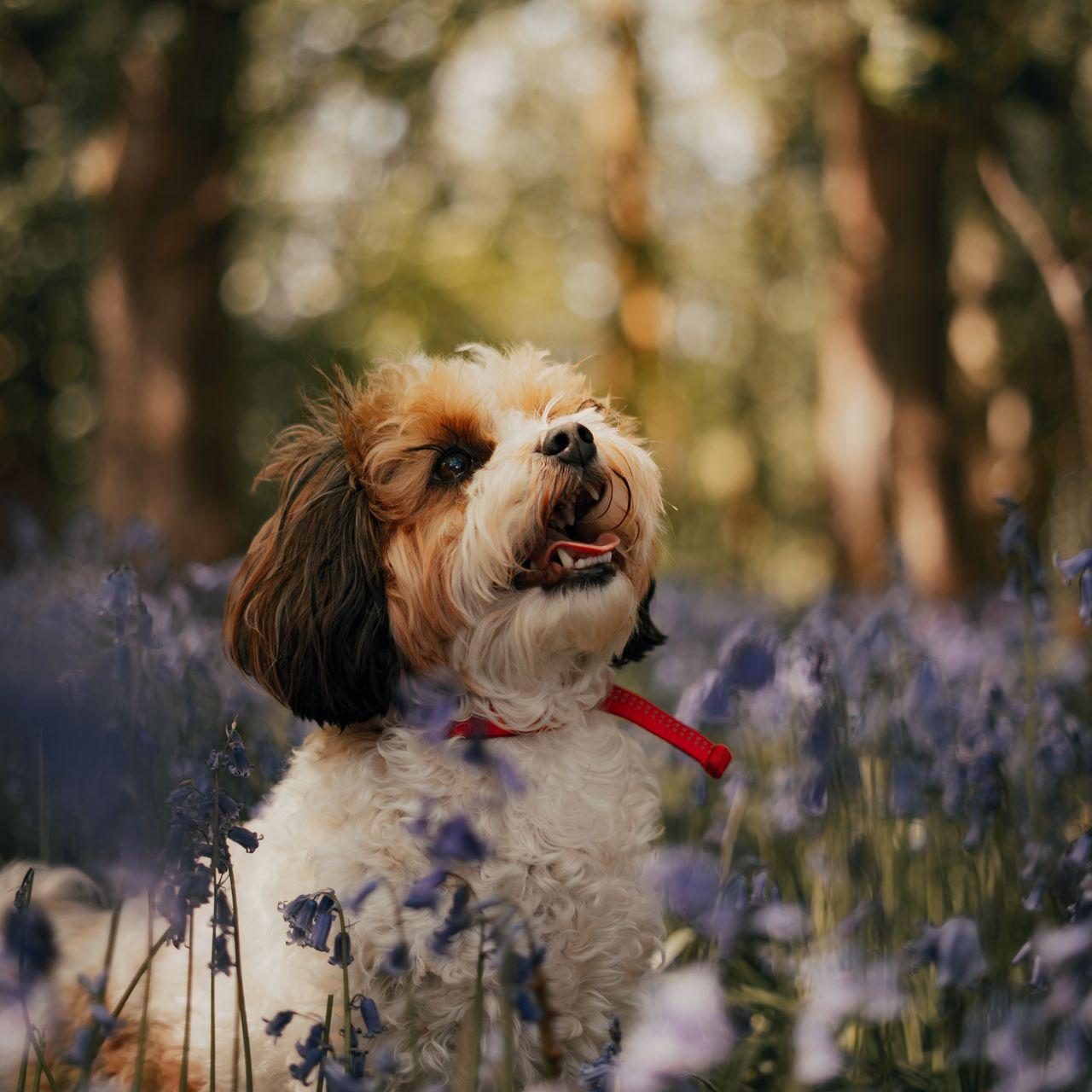 Dog Flower Wallpapers - Top Free Dog Flower Backgrounds - WallpaperAccess