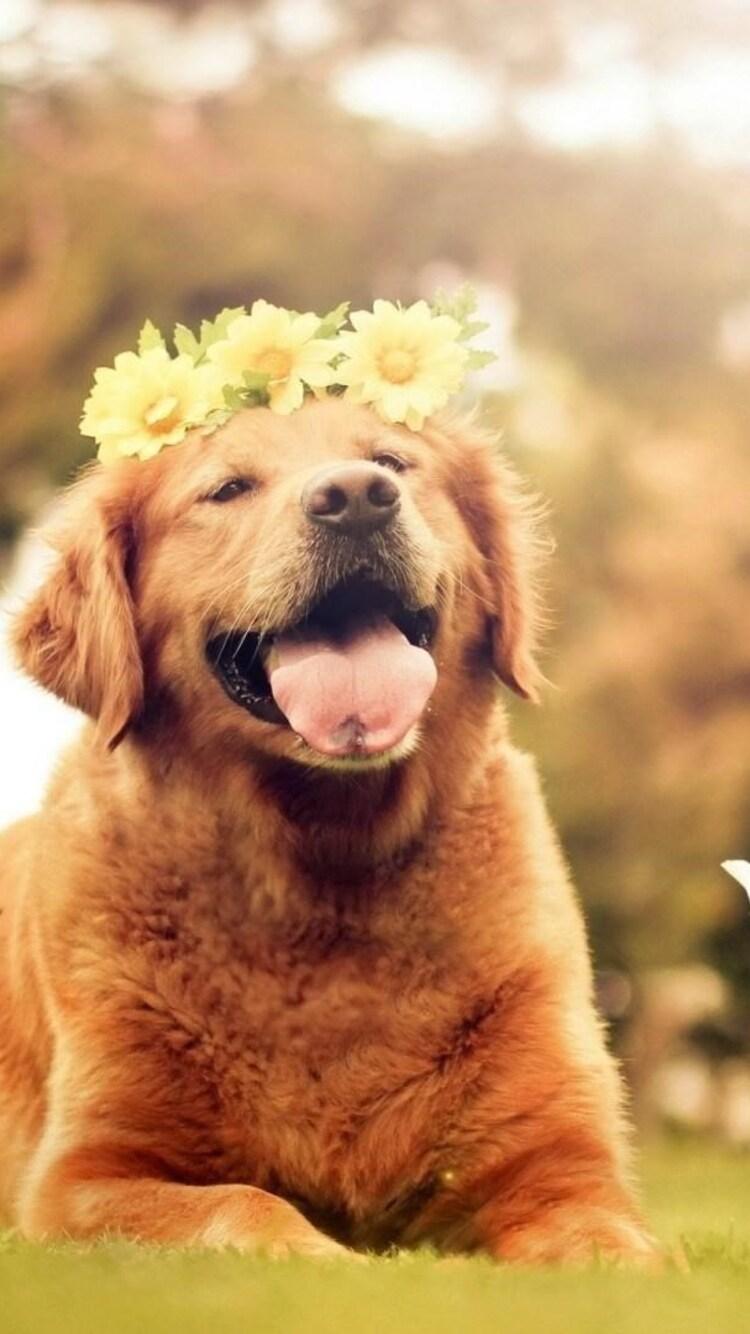 Dog Flower Wallpapers - Top Free Dog Flower Backgrounds - WallpaperAccess