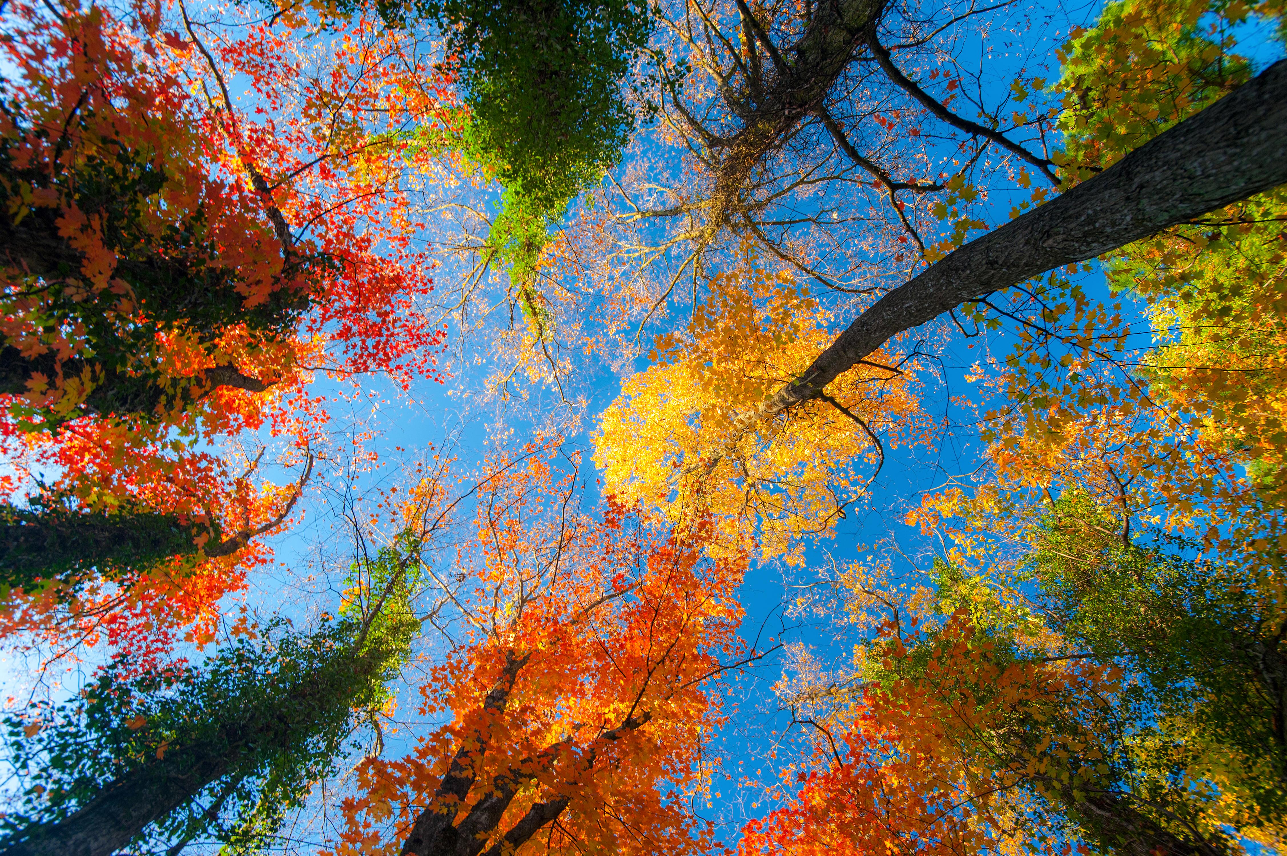 Amazing Fall HD Wallpapers - Top Free Amazing Fall HD Backgrounds ...