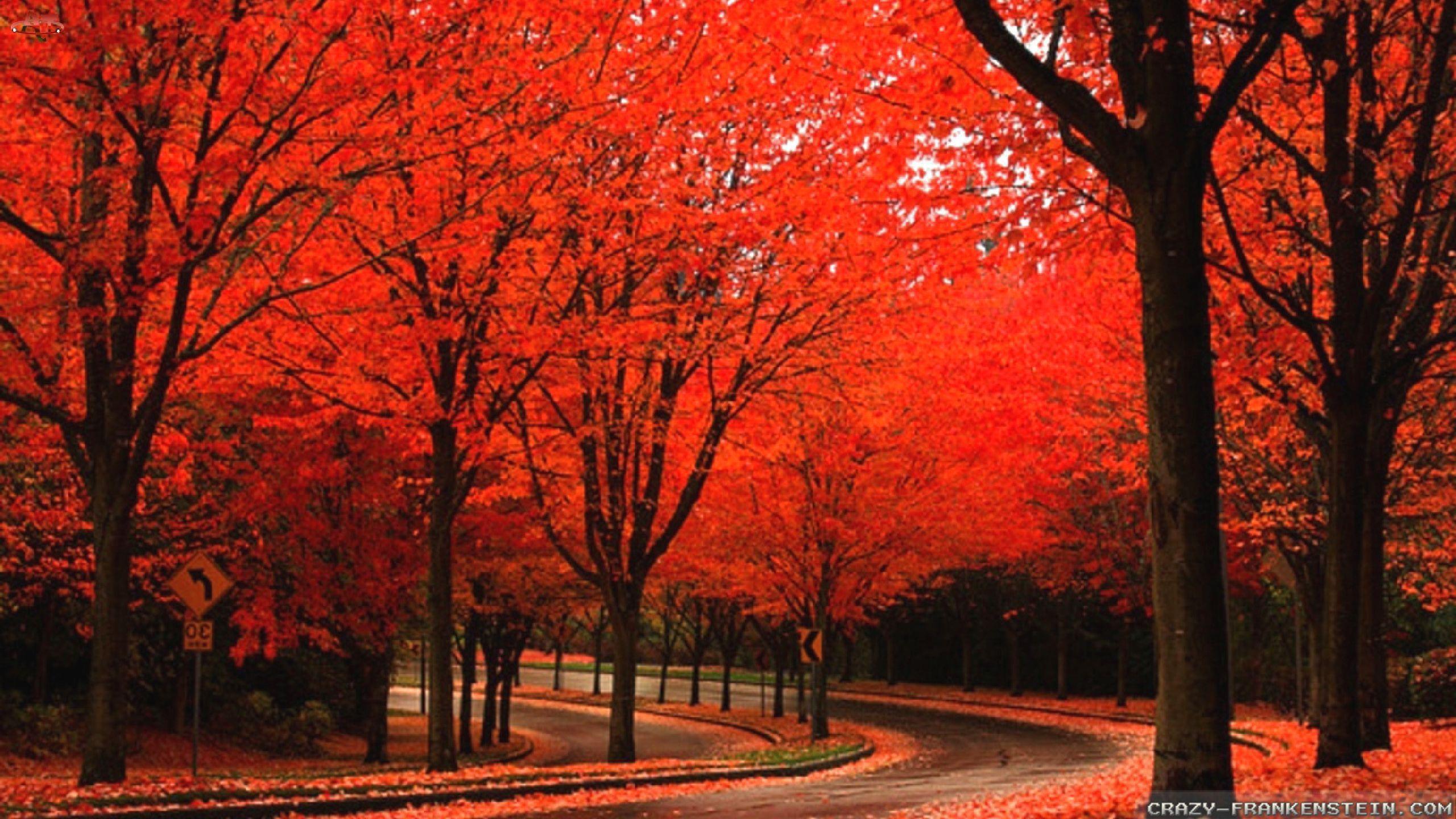 Amazing Fall HD Wallpapers - Top Free Amazing Fall HD Backgrounds ...