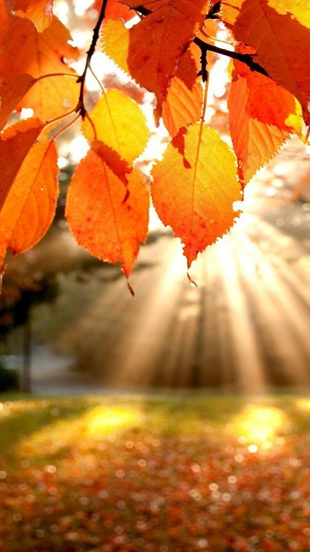 Amazing Fall HD Wallpapers - Top Free Amazing Fall HD Backgrounds ...