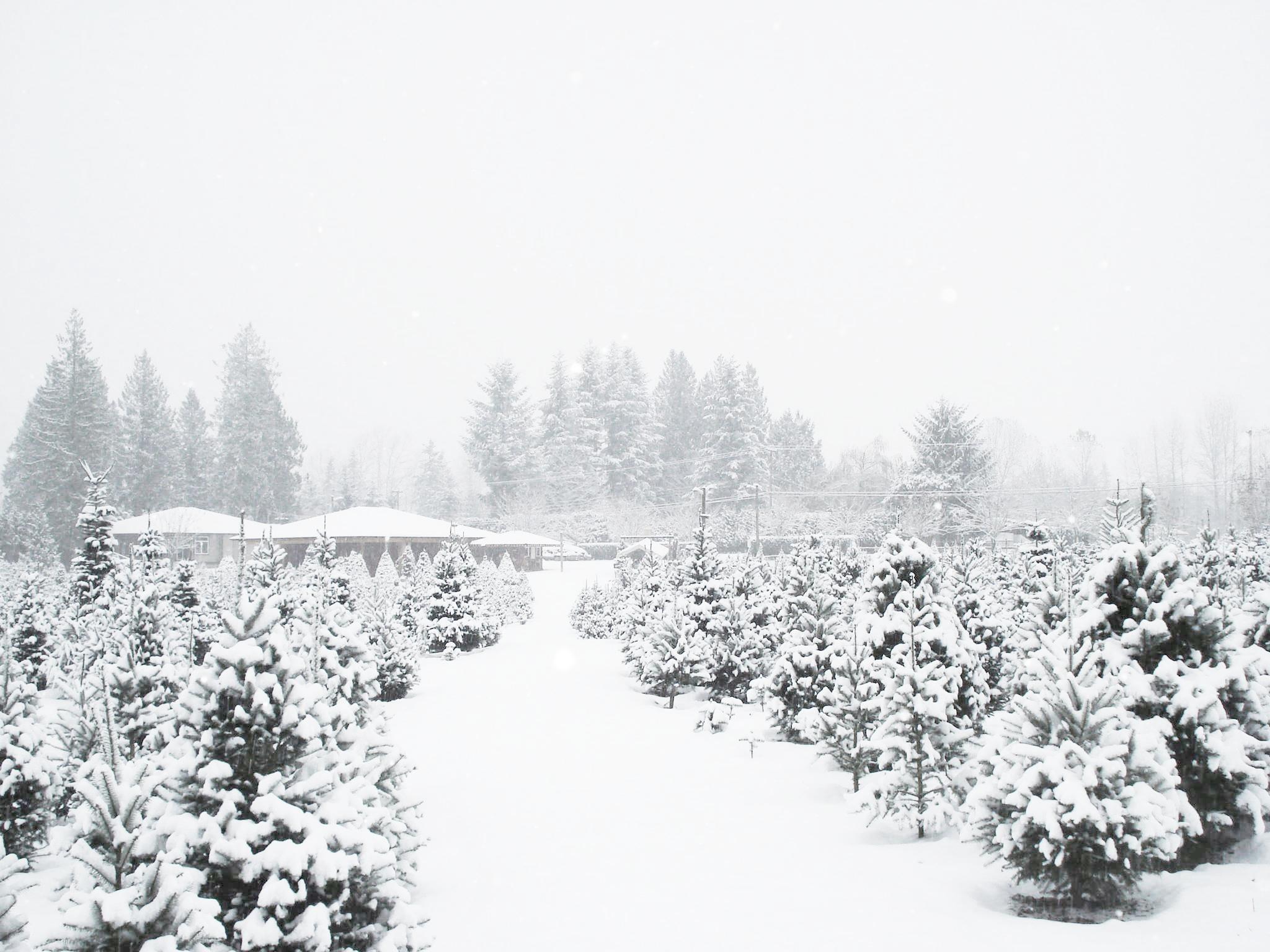 Christmas Tree Farm Wallpapers - Top Free Christmas Tree Farm ...