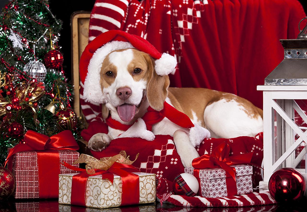 Christmas Beagle Wallpapers - Top Free Christmas Beagle Backgrounds ...