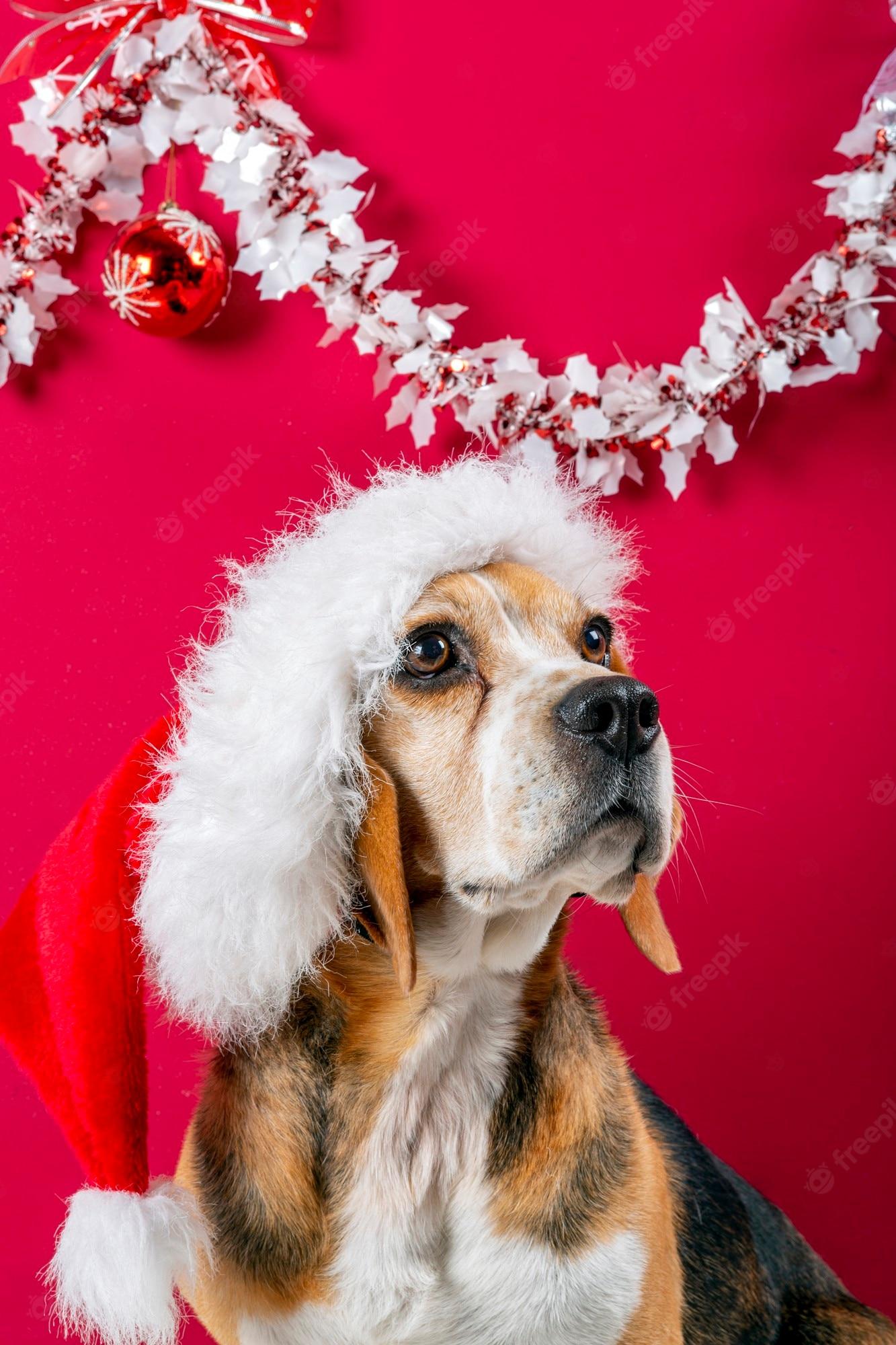 Christmas Beagle Wallpapers - Top Free Christmas Beagle Backgrounds ...