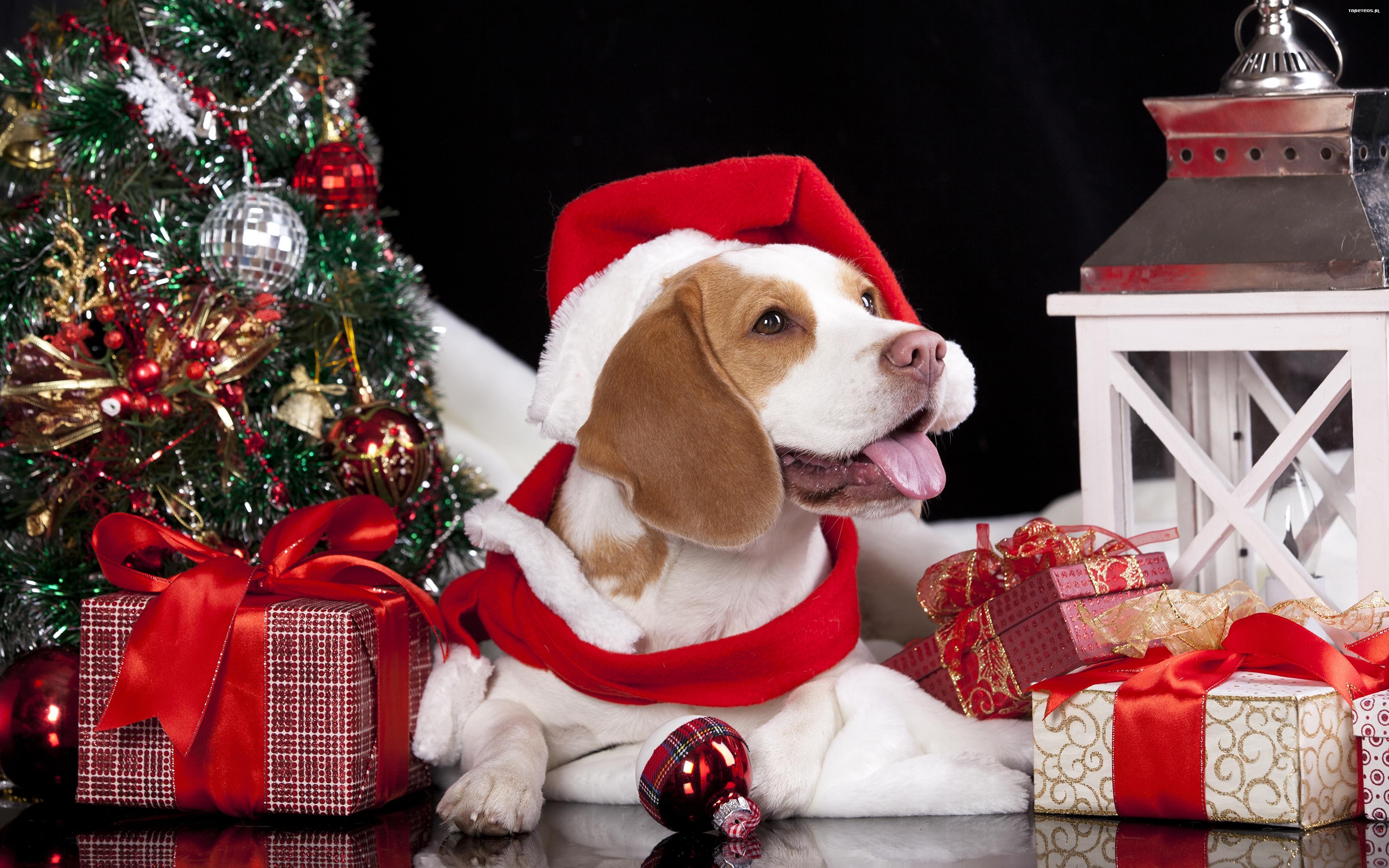 Christmas Beagle Wallpapers - Top Free Christmas Beagle Backgrounds ...