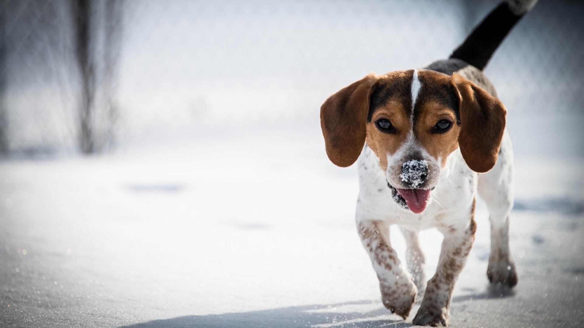 Christmas Beagle Wallpapers - Top Free Christmas Beagle Backgrounds ...