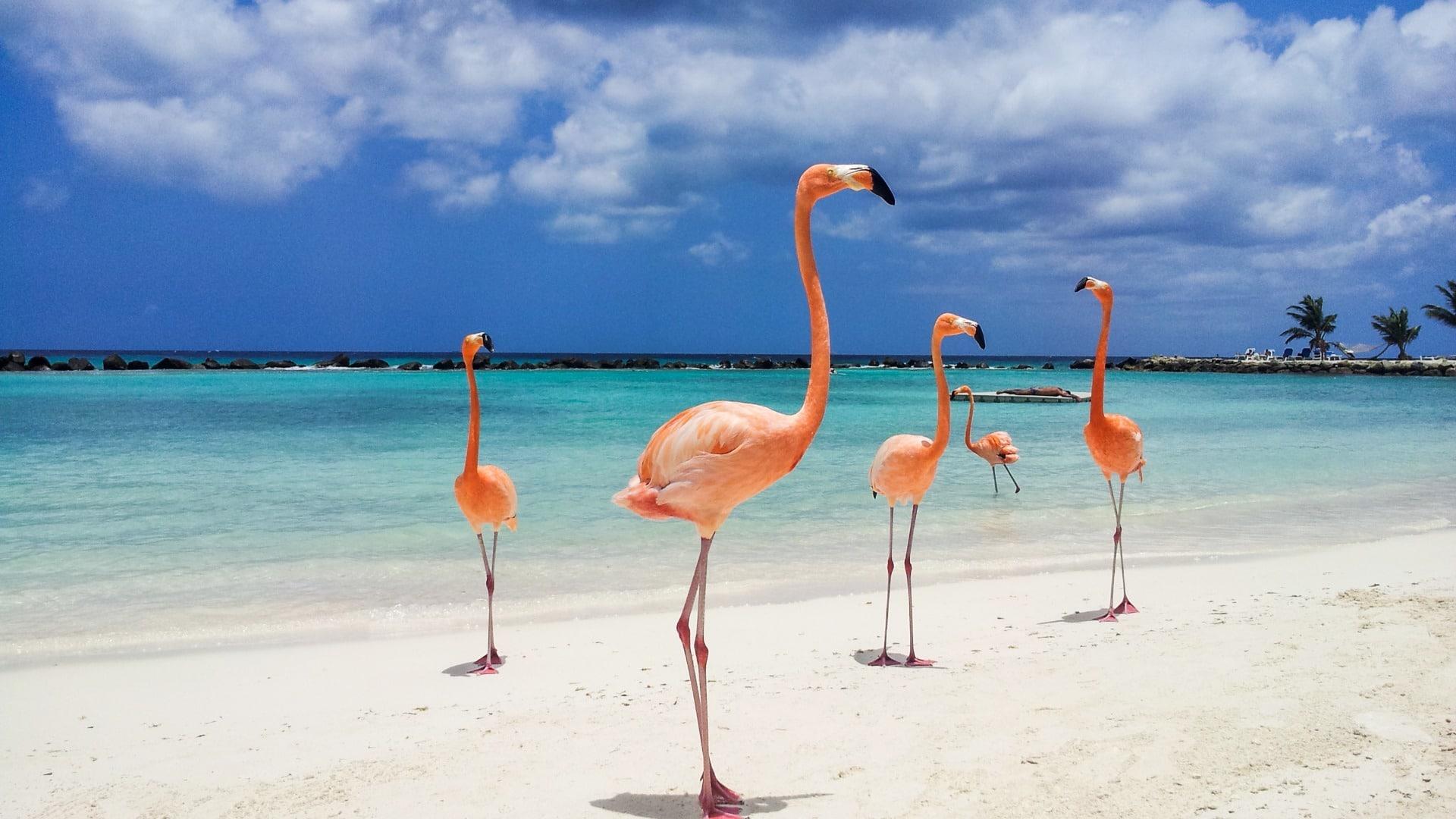 Aruba HD Wallpapers - Top Free Aruba HD Backgrounds - WallpaperAccess