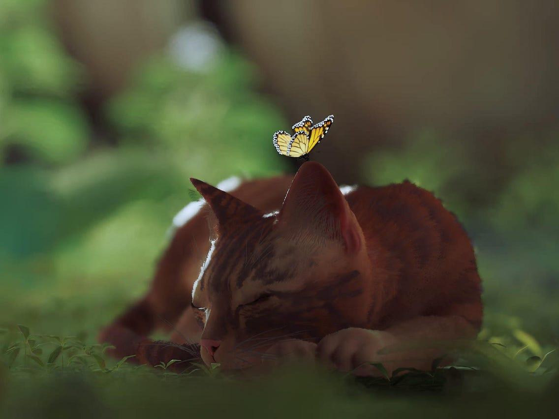 Stray Cat Wallpapers - Top Free Stray Cat Backgrounds - WallpaperAccess