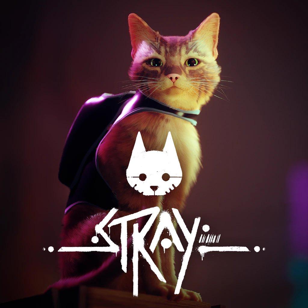 Stray Cat Wallpapers - Top Free Stray Cat Backgrounds - WallpaperAccess