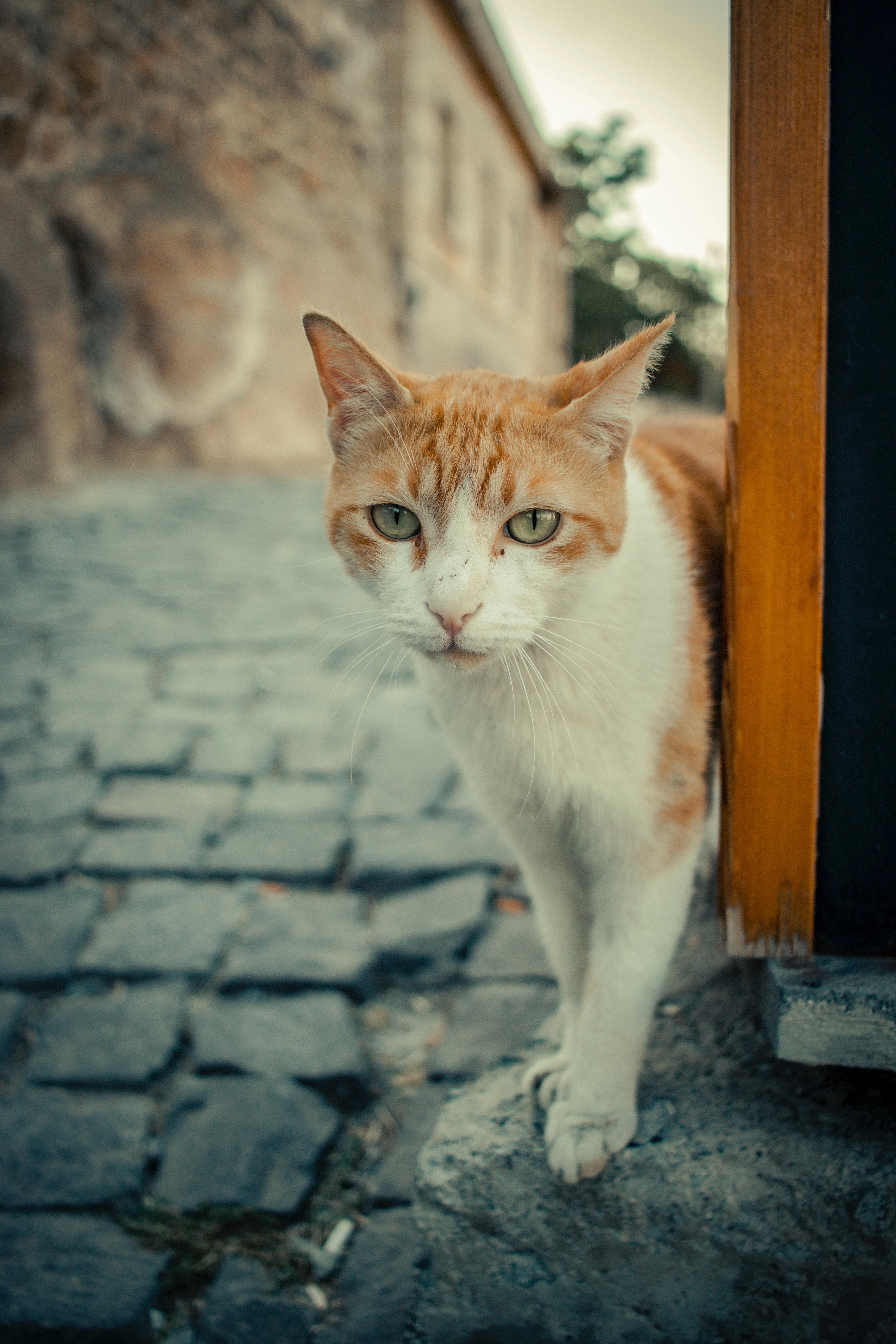 Stray Cat Wallpapers - Top Free Stray Cat Backgrounds - WallpaperAccess
