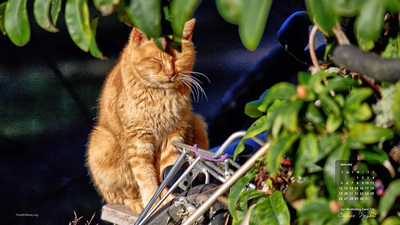 Stray Cat Wallpapers - Top Free Stray Cat Backgrounds - WallpaperAccess