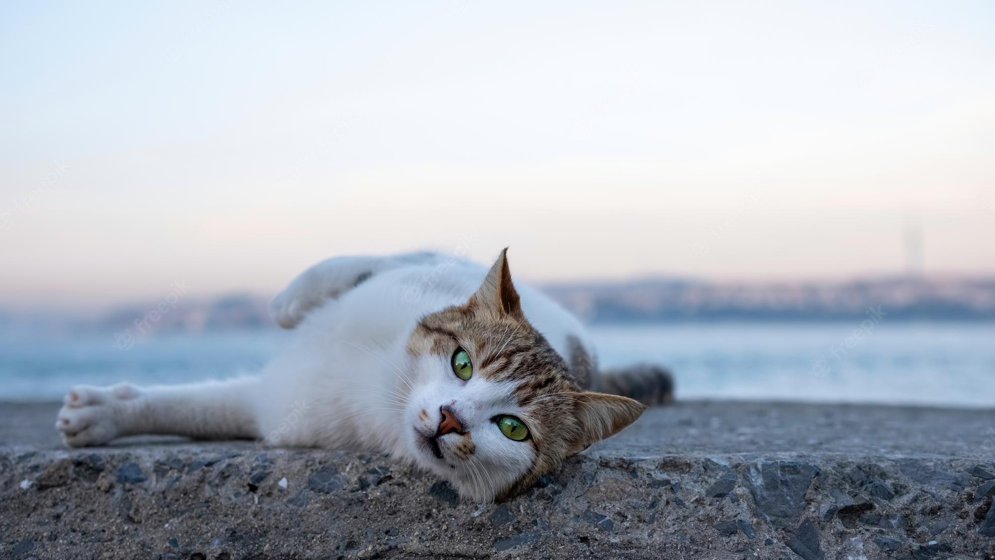 Stray Cat Wallpapers - Top Free Stray Cat Backgrounds - WallpaperAccess