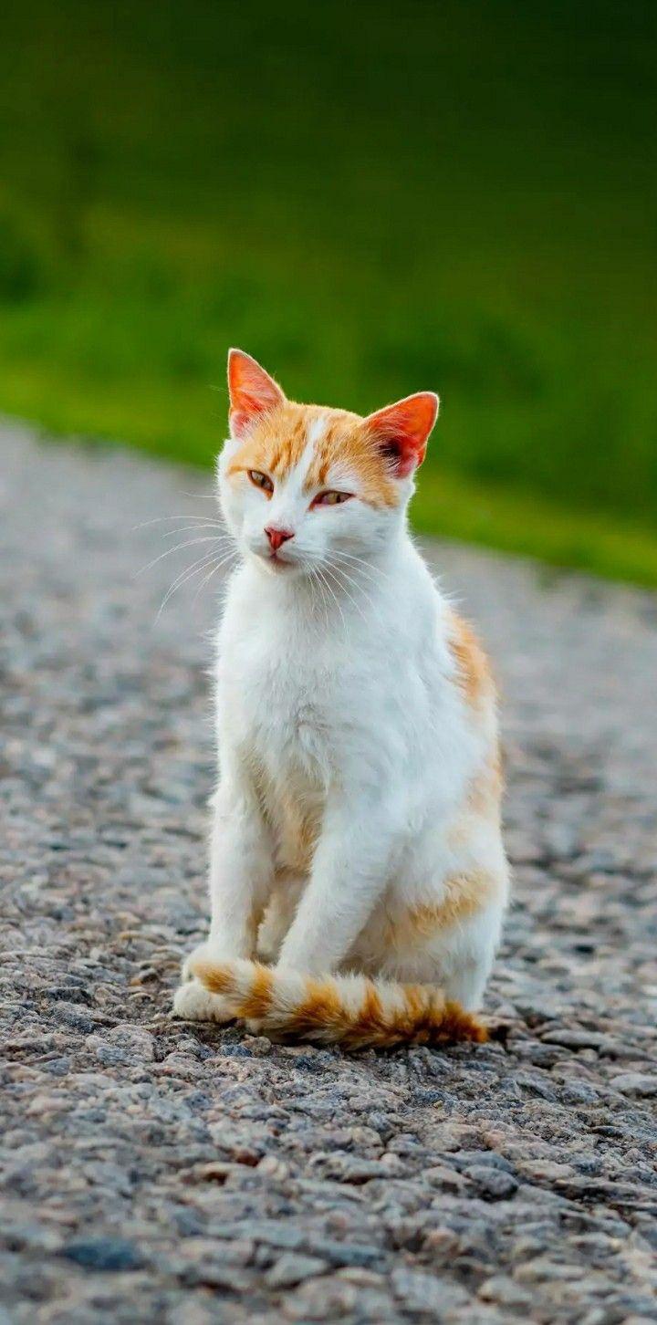 Stray Cat Wallpapers - Top Free Stray Cat Backgrounds - WallpaperAccess