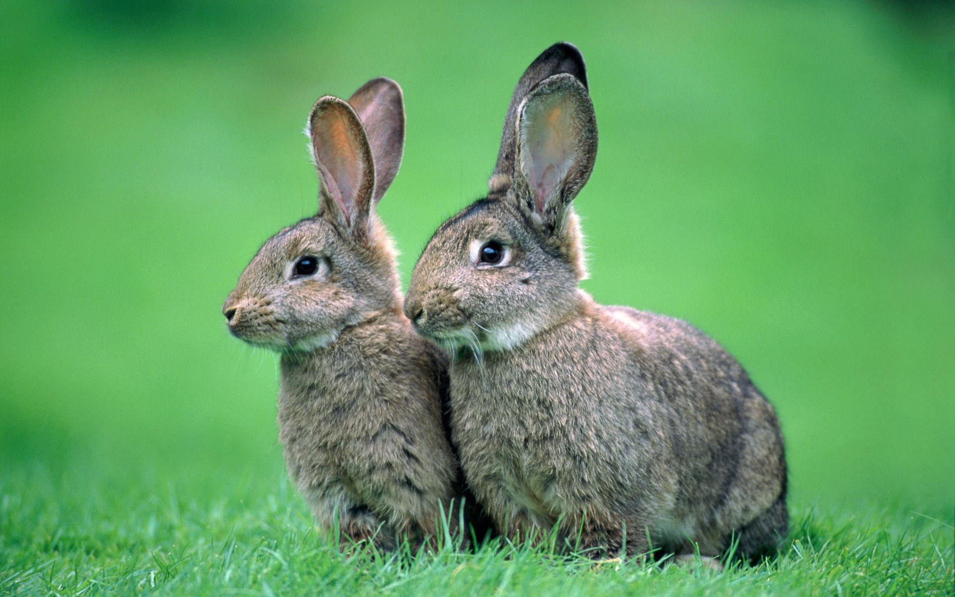 Rabbit Year Wallpapers - Top Free Rabbit Year Backgrounds - WallpaperAccess