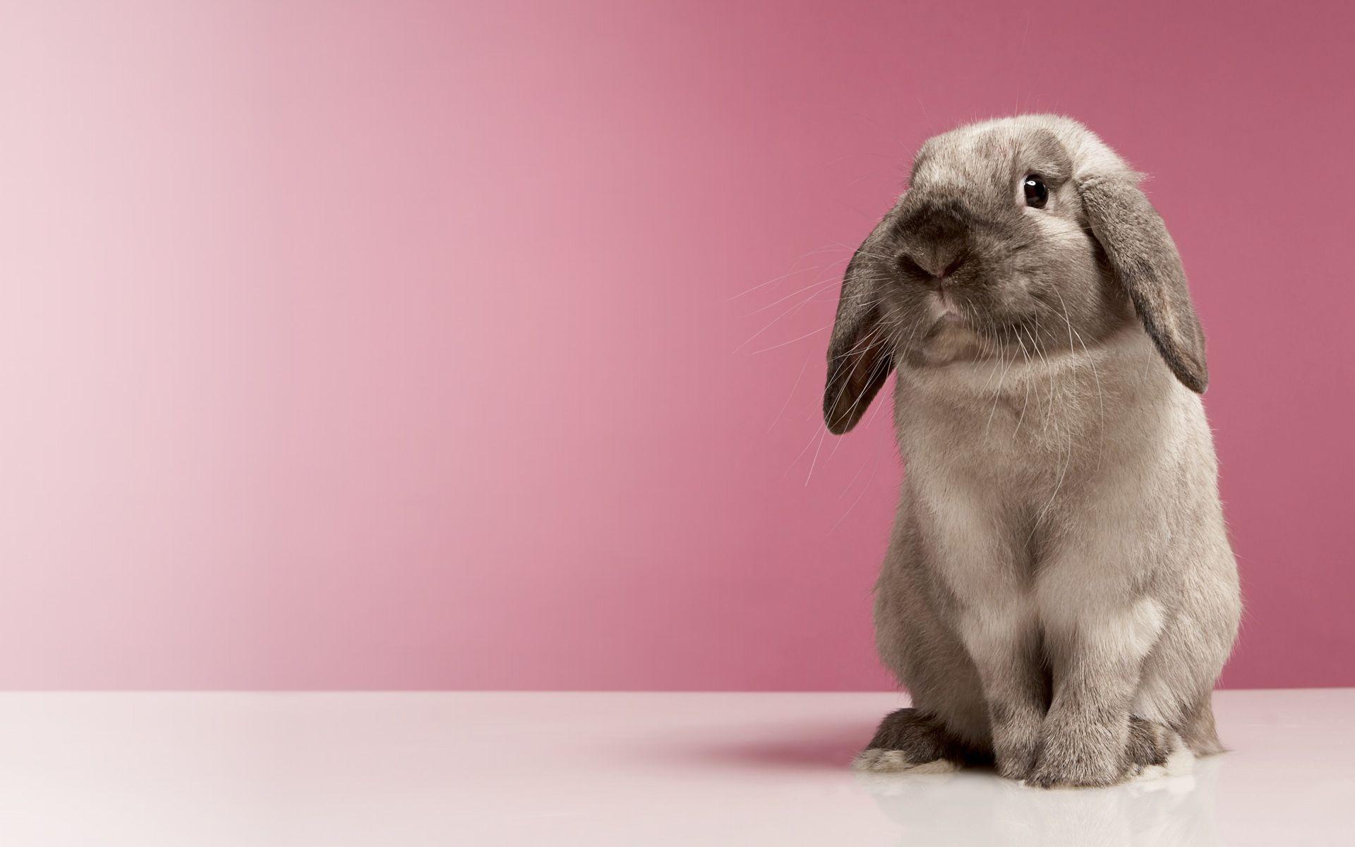 Rabbit Year Wallpapers - Top Free Rabbit Year Backgrounds - WallpaperAccess