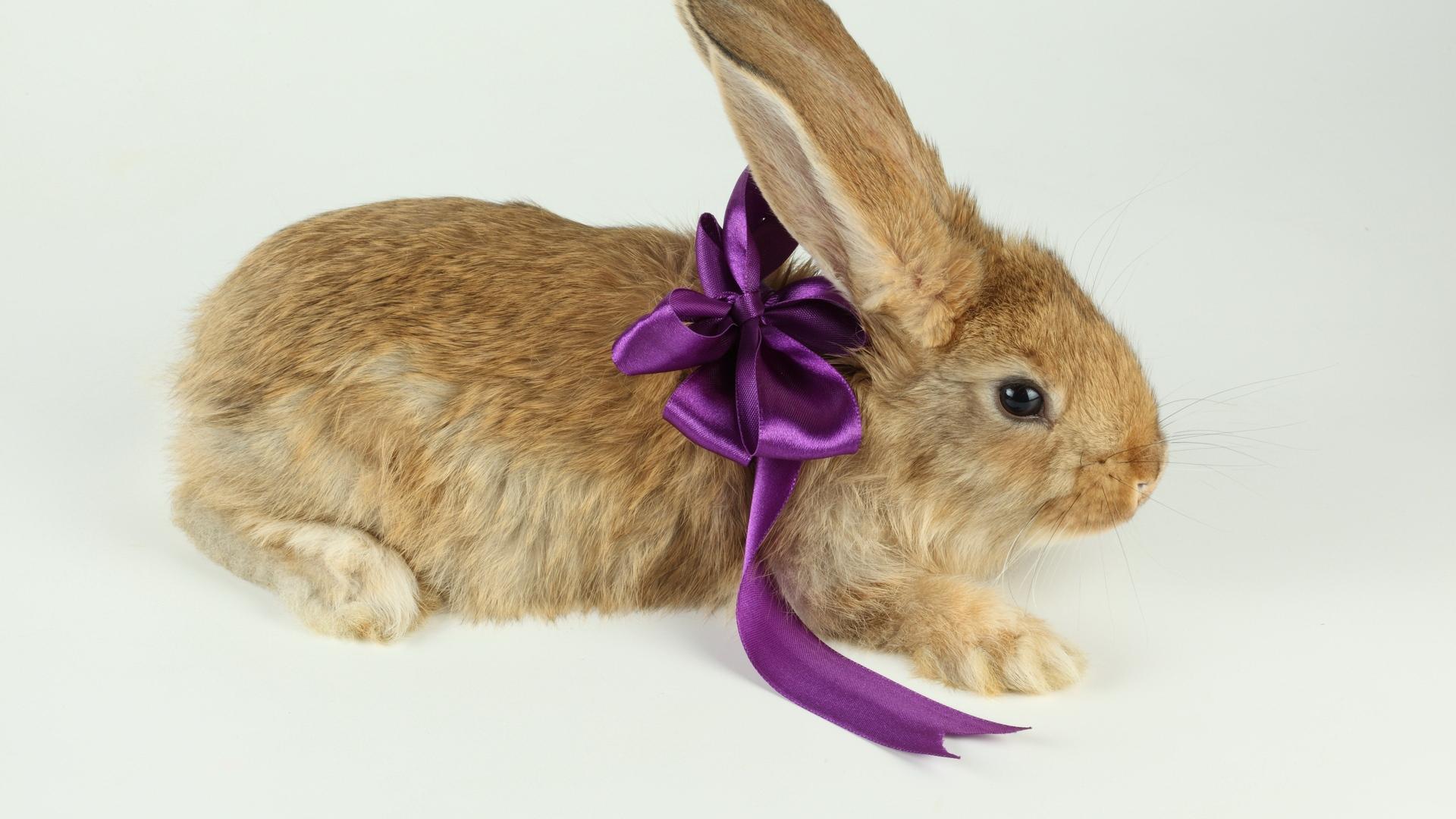 Rabbit Year Wallpapers - Top Free Rabbit Year Backgrounds - WallpaperAccess