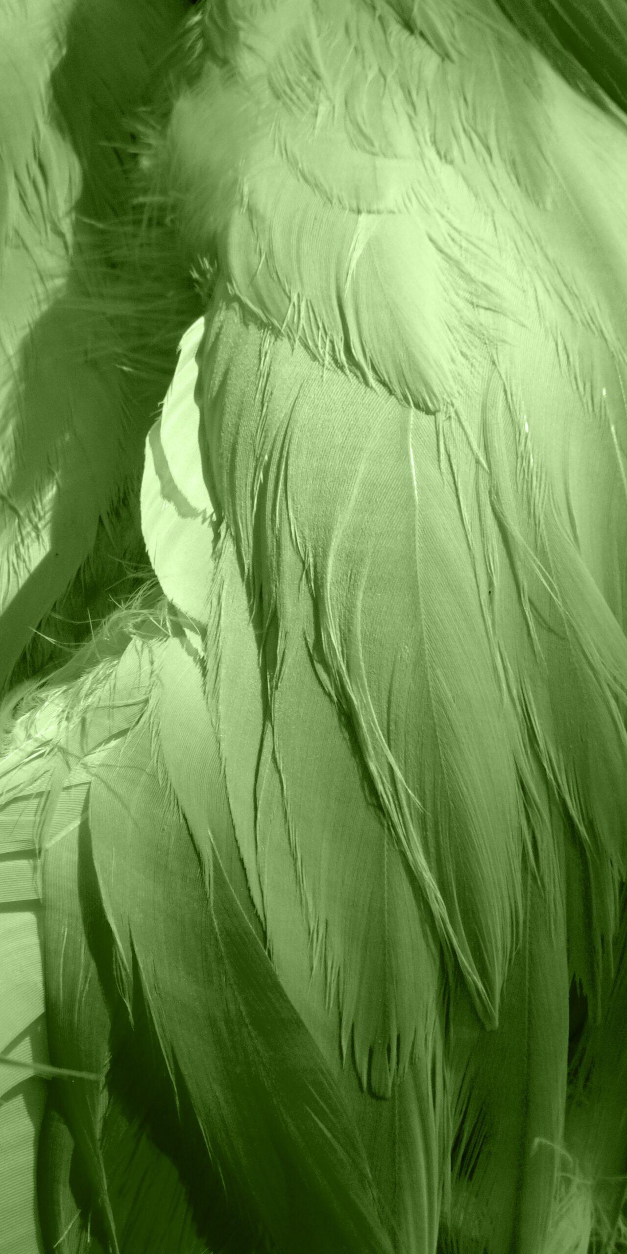 Pixel 7 Wallpapers - Top Free Pixel 7 Backgrounds - WallpaperAccess