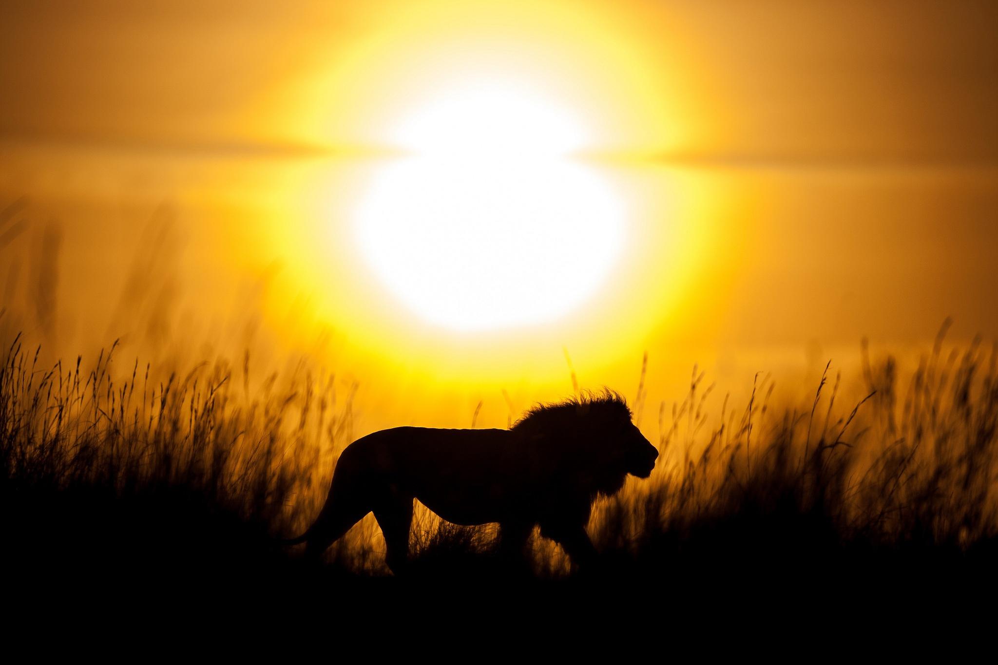 Lion and Sun Wallpapers - Top Free Lion and Sun Backgrounds ...