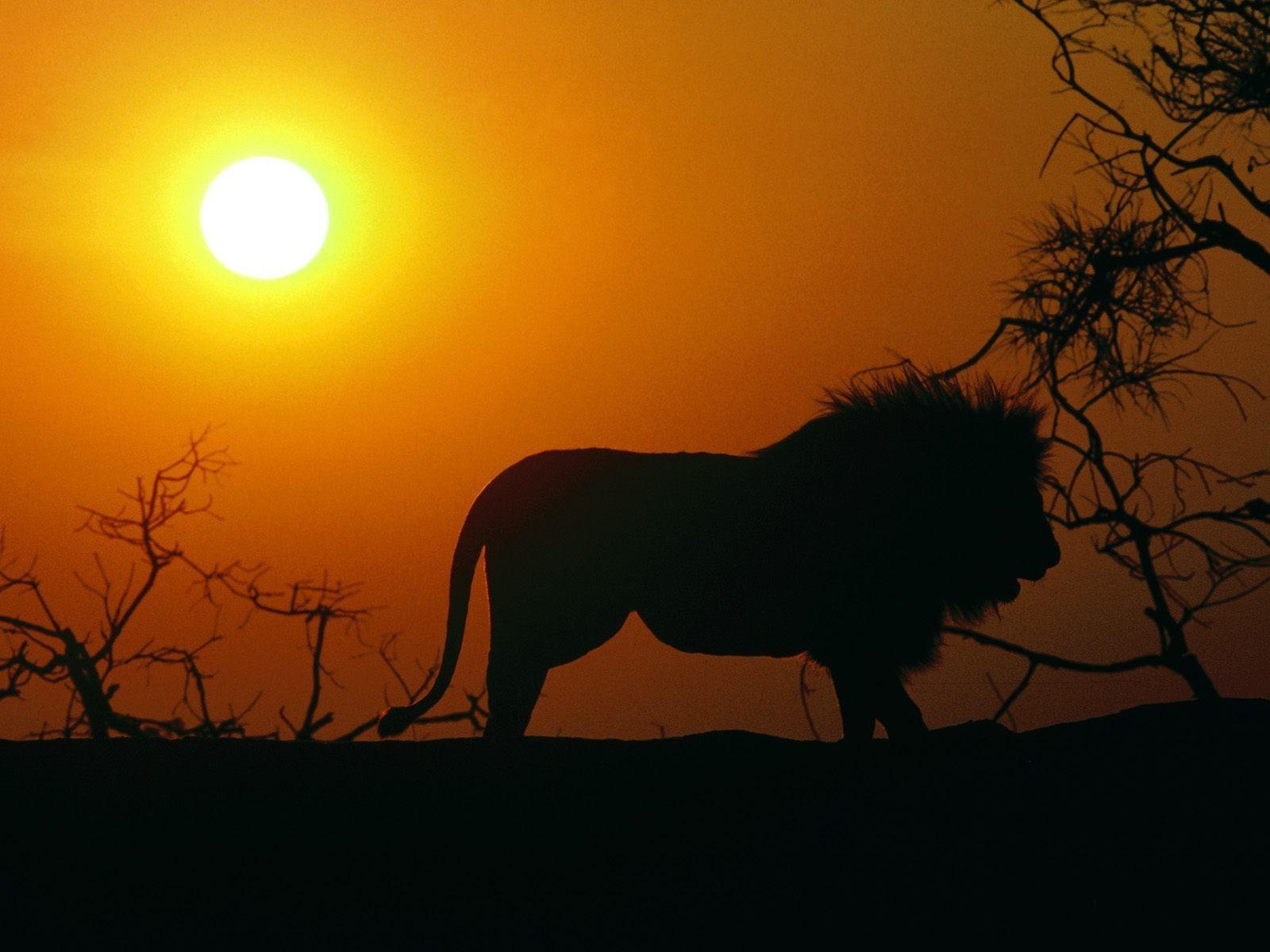 Lion and Sun Wallpapers - Top Free Lion and Sun Backgrounds ...