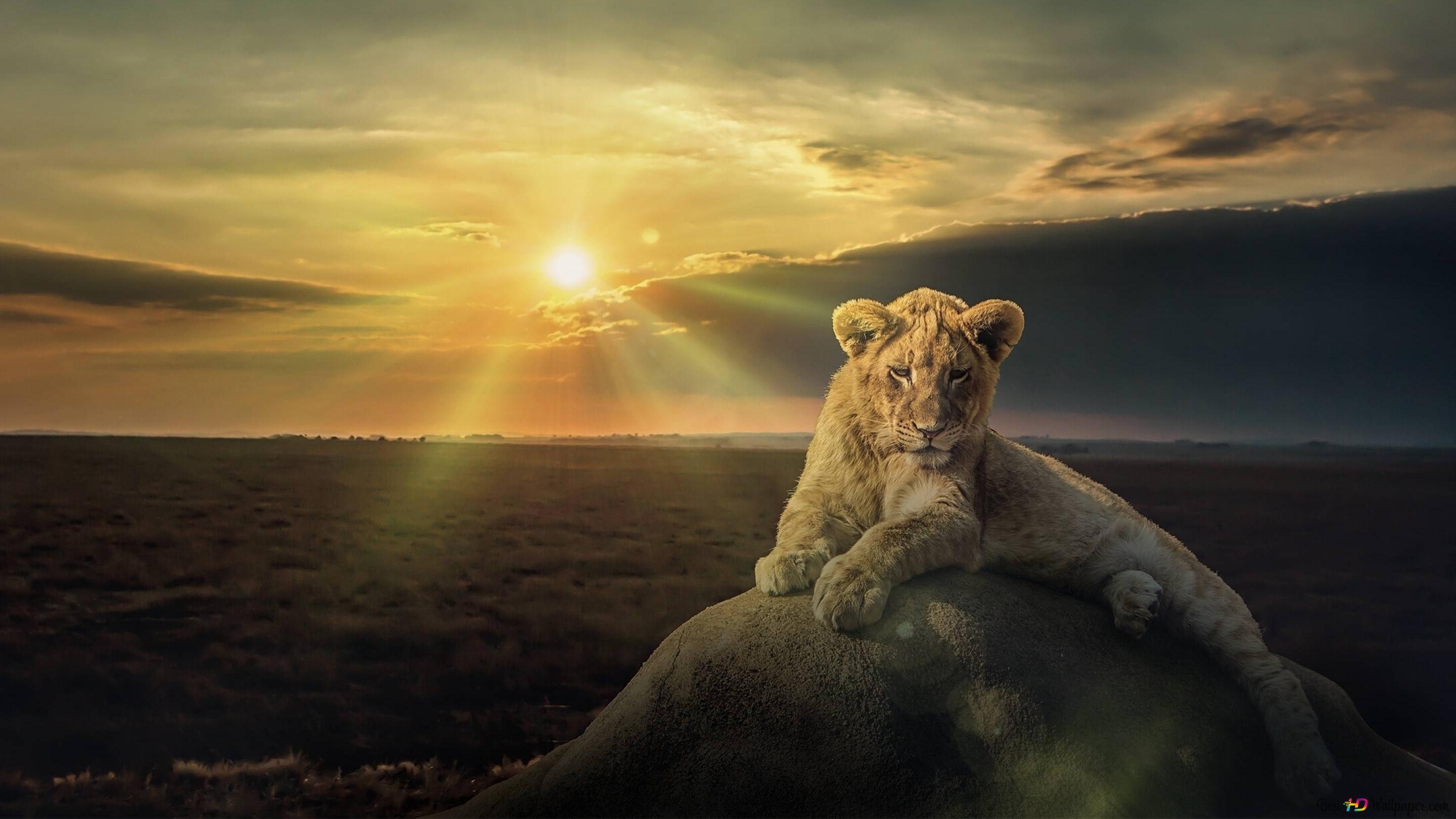 Lion and Sun Wallpapers - Top Free Lion and Sun Backgrounds ...