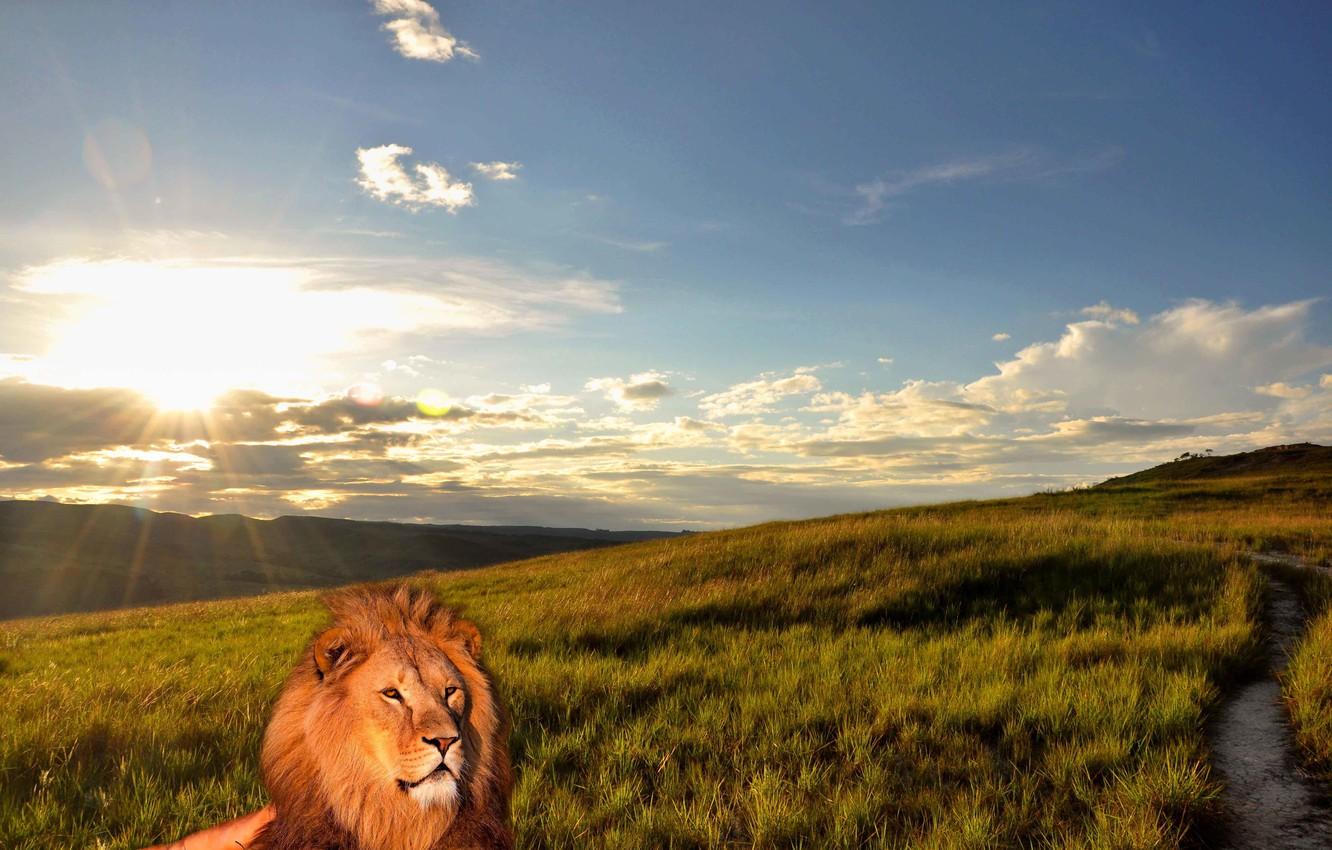Lion and Sun Wallpapers - Top Free Lion and Sun Backgrounds ...