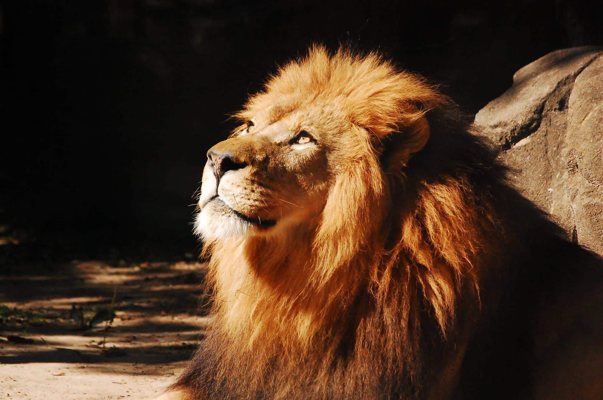 Lion and Sun Wallpapers - Top Free Lion and Sun Backgrounds ...