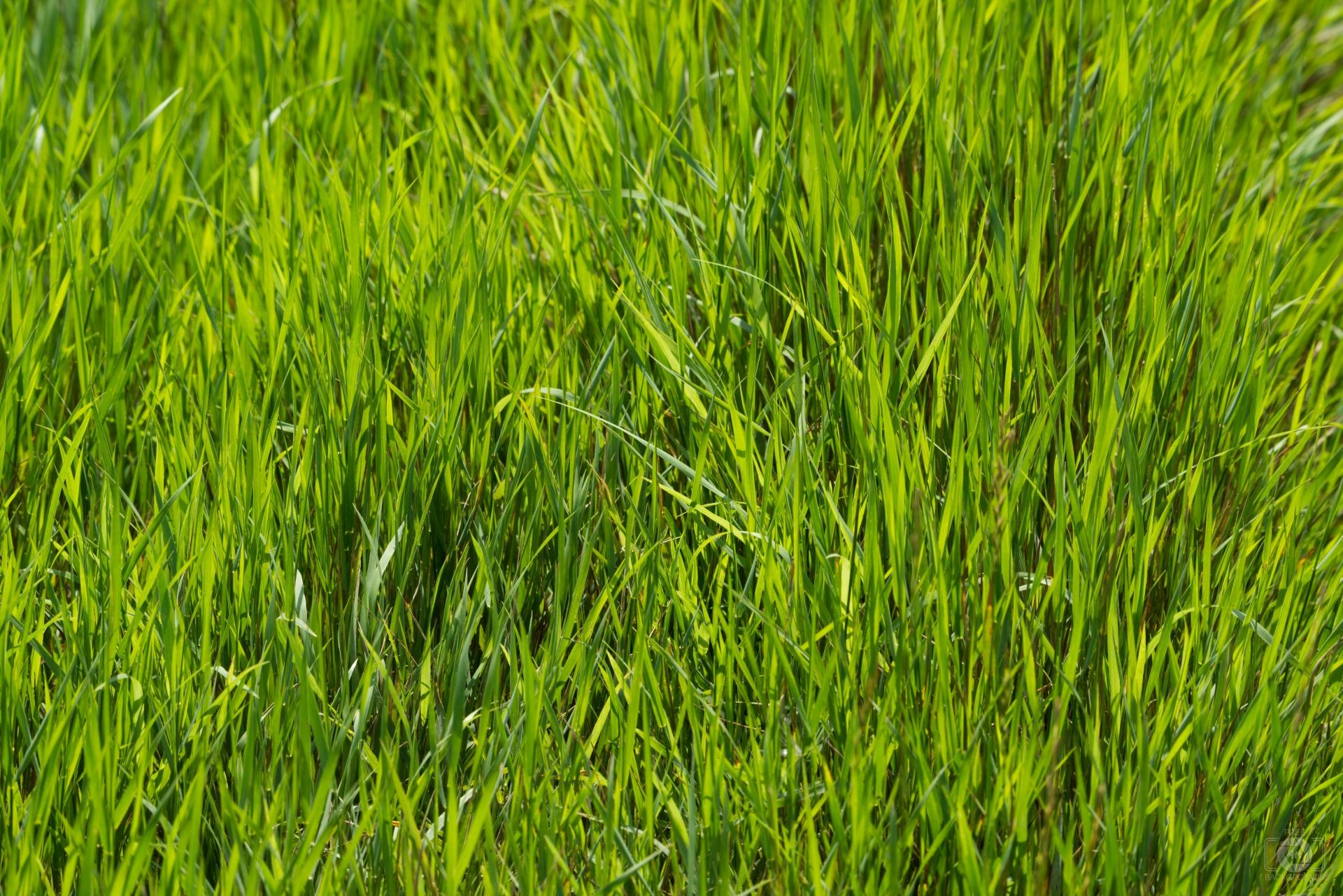 Grass Texture Wallpapers - Top Free Grass Texture Backgrounds ...