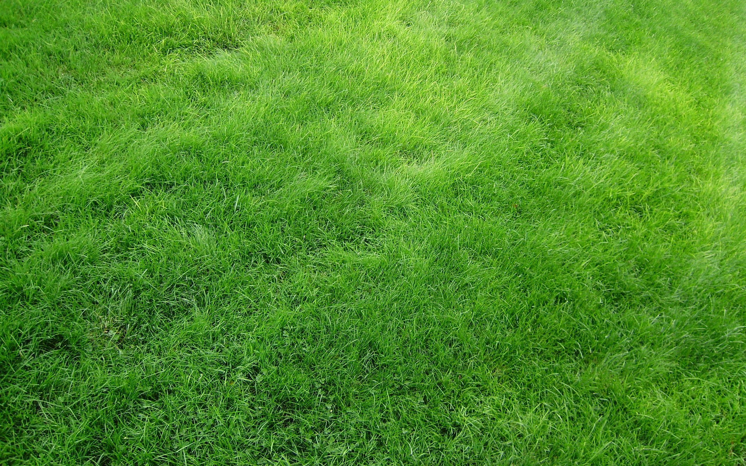 Grass Texture Wallpapers - Top Free Grass Texture Backgrounds ...