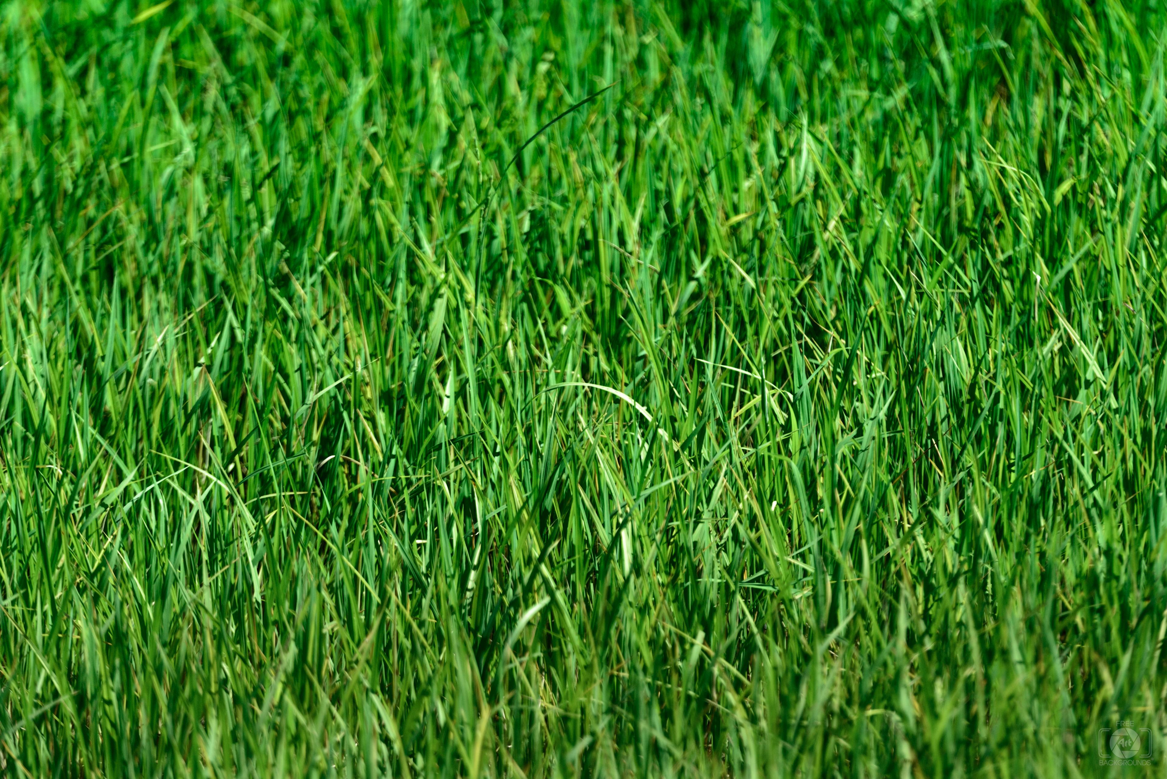 Grass Texture Wallpapers - Top Free Grass Texture Backgrounds ...