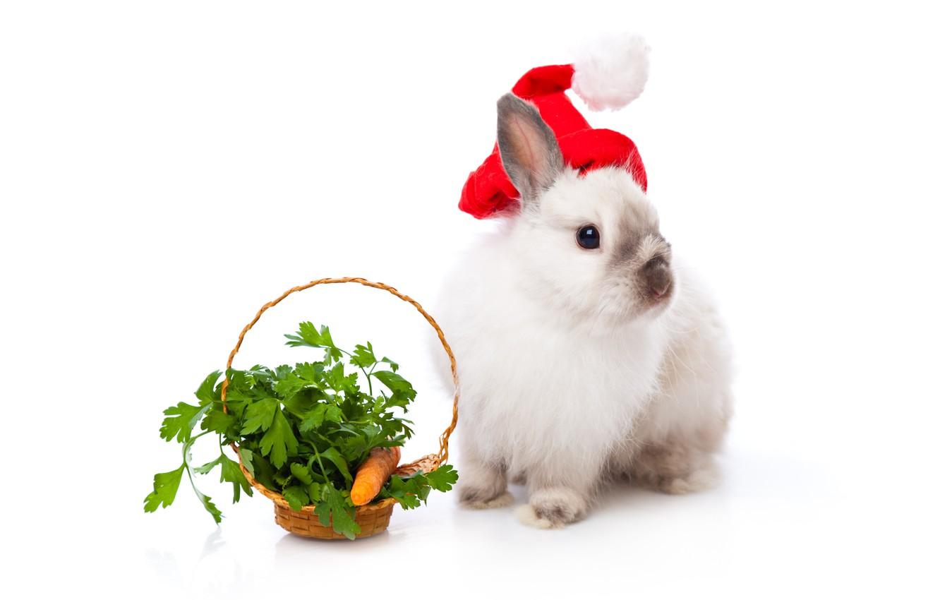 Christmas Bunny Wallpapers - Top Free Christmas Bunny Backgrounds ...