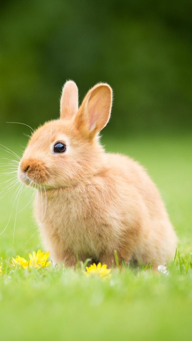 Rabbit Phone Wallpapers - Top Free Rabbit Phone Backgrounds ...