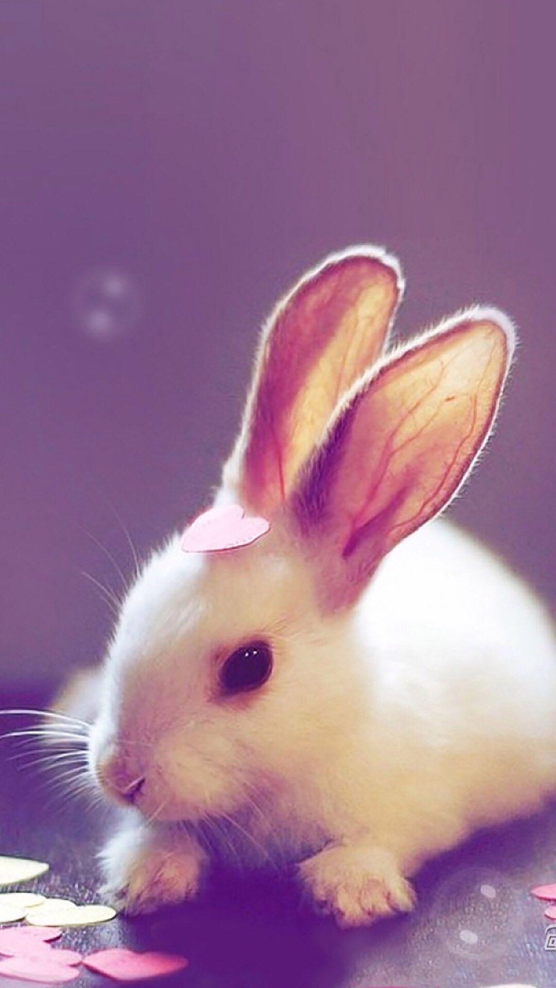 Rabbit Phone Wallpapers - Top Free Rabbit Phone Backgrounds ...