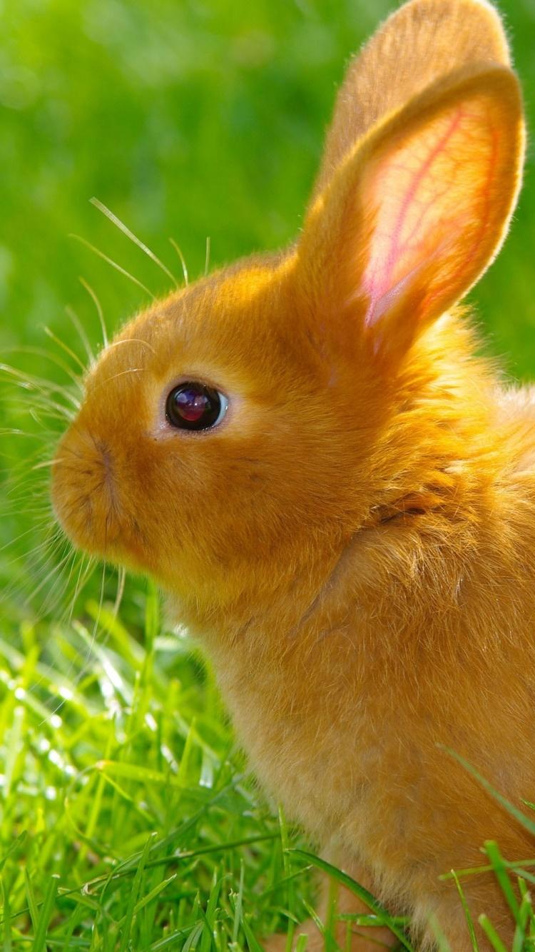 Rabbit Phone Wallpapers - Top Free Rabbit Phone Backgrounds ...