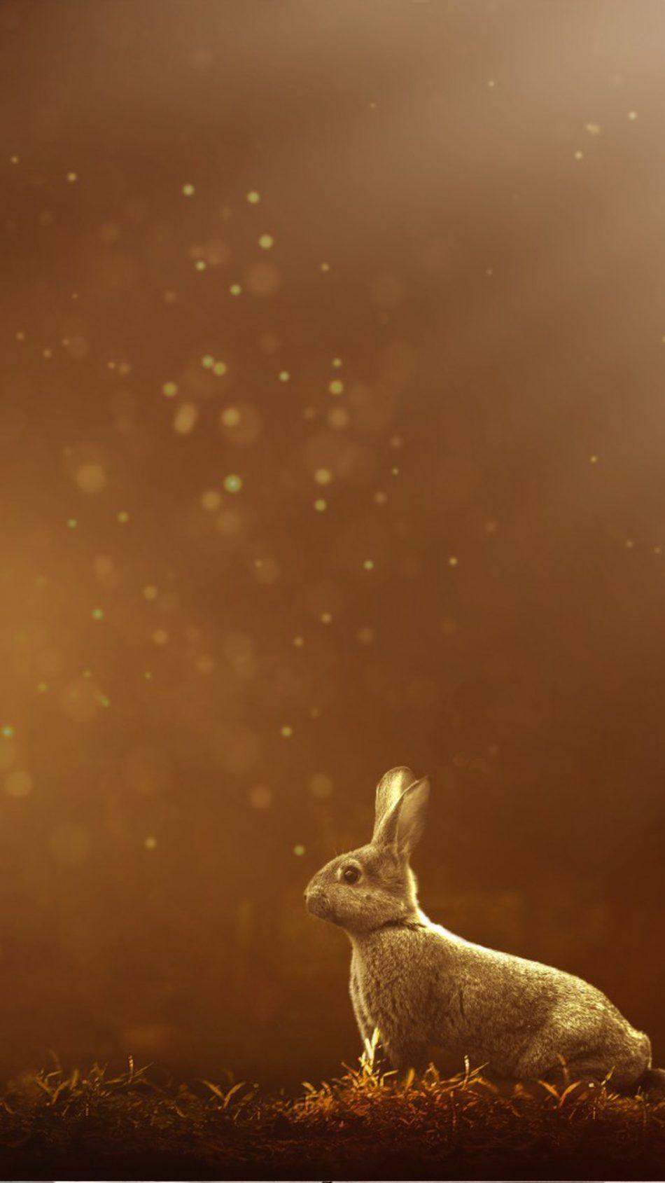 Rabbit Phone Wallpapers - Top Free Rabbit Phone Backgrounds ...
