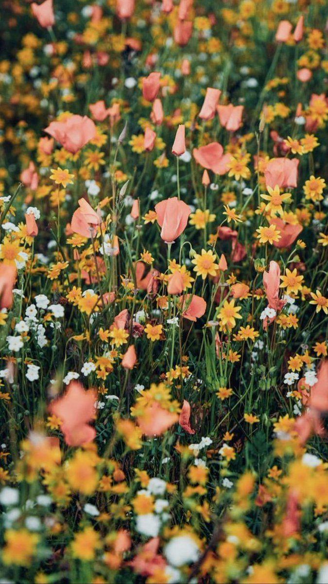 Wildflower Aesthetic Wallpapers - Top Free Wildflower Aesthetic ...