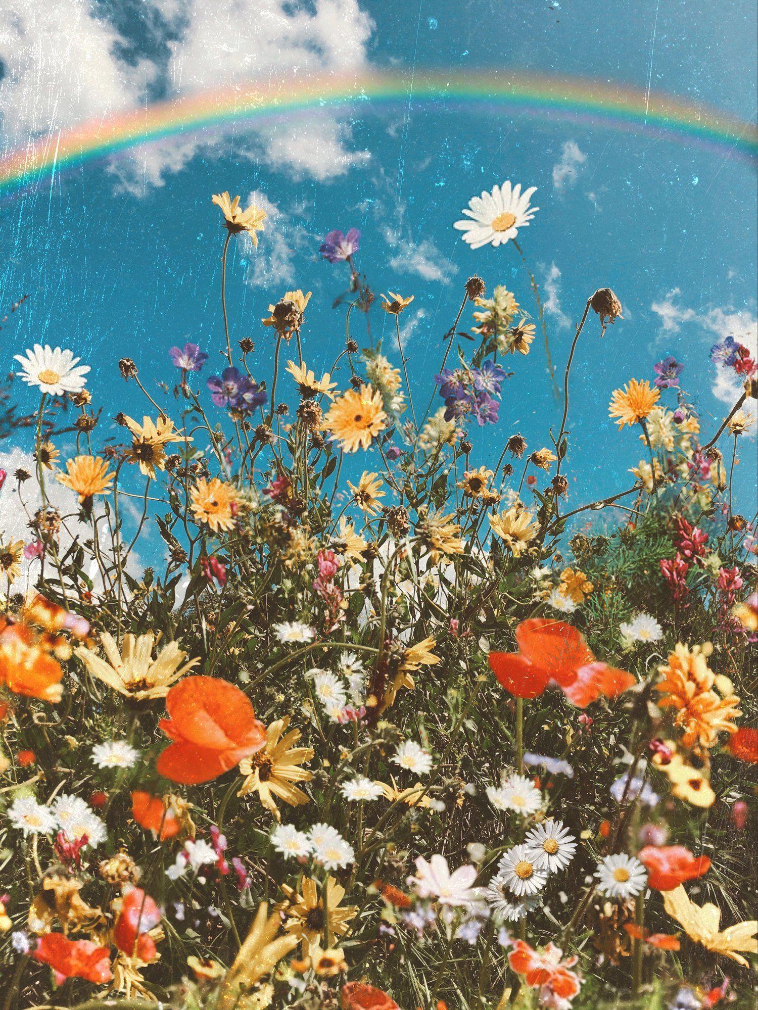 Wildflower Aesthetic Wallpapers - Top Free Wildflower Aesthetic ...