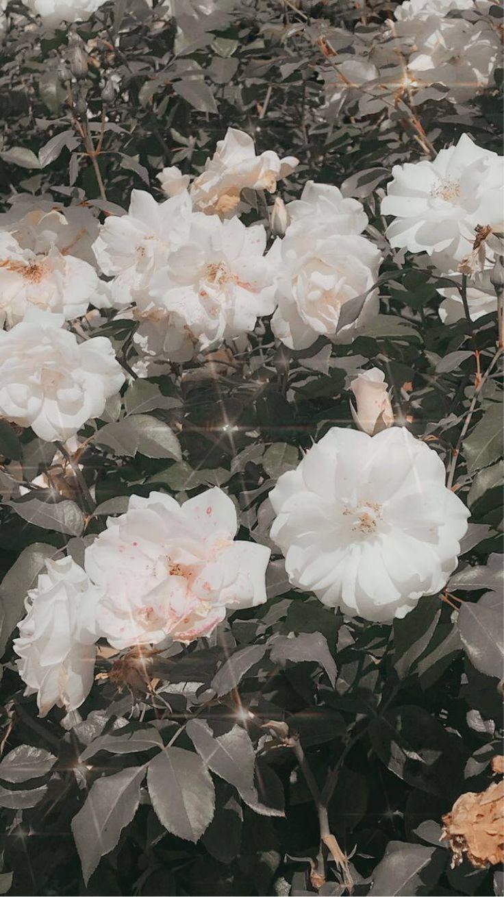 Wildflower Aesthetic Wallpapers - Top Free Wildflower Aesthetic ...