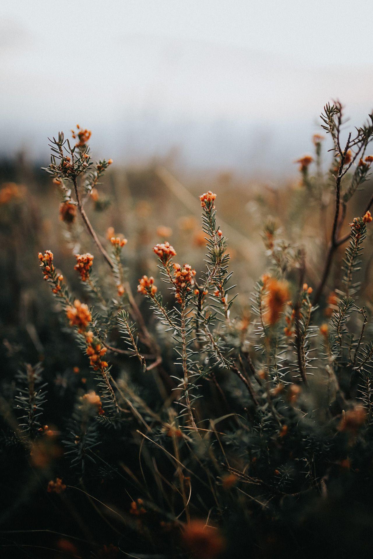 Wildflower Aesthetic Wallpapers - Top Free Wildflower Aesthetic ...