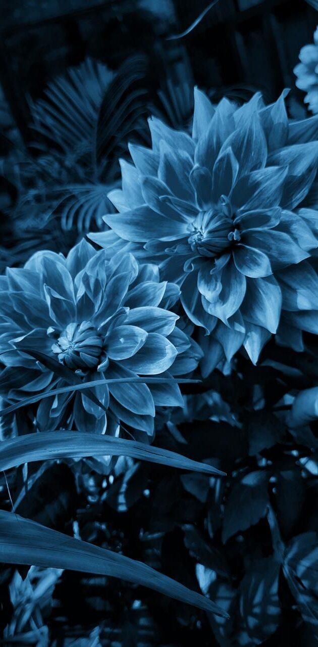 Wildflower Aesthetic Wallpapers - Top Free Wildflower Aesthetic ...