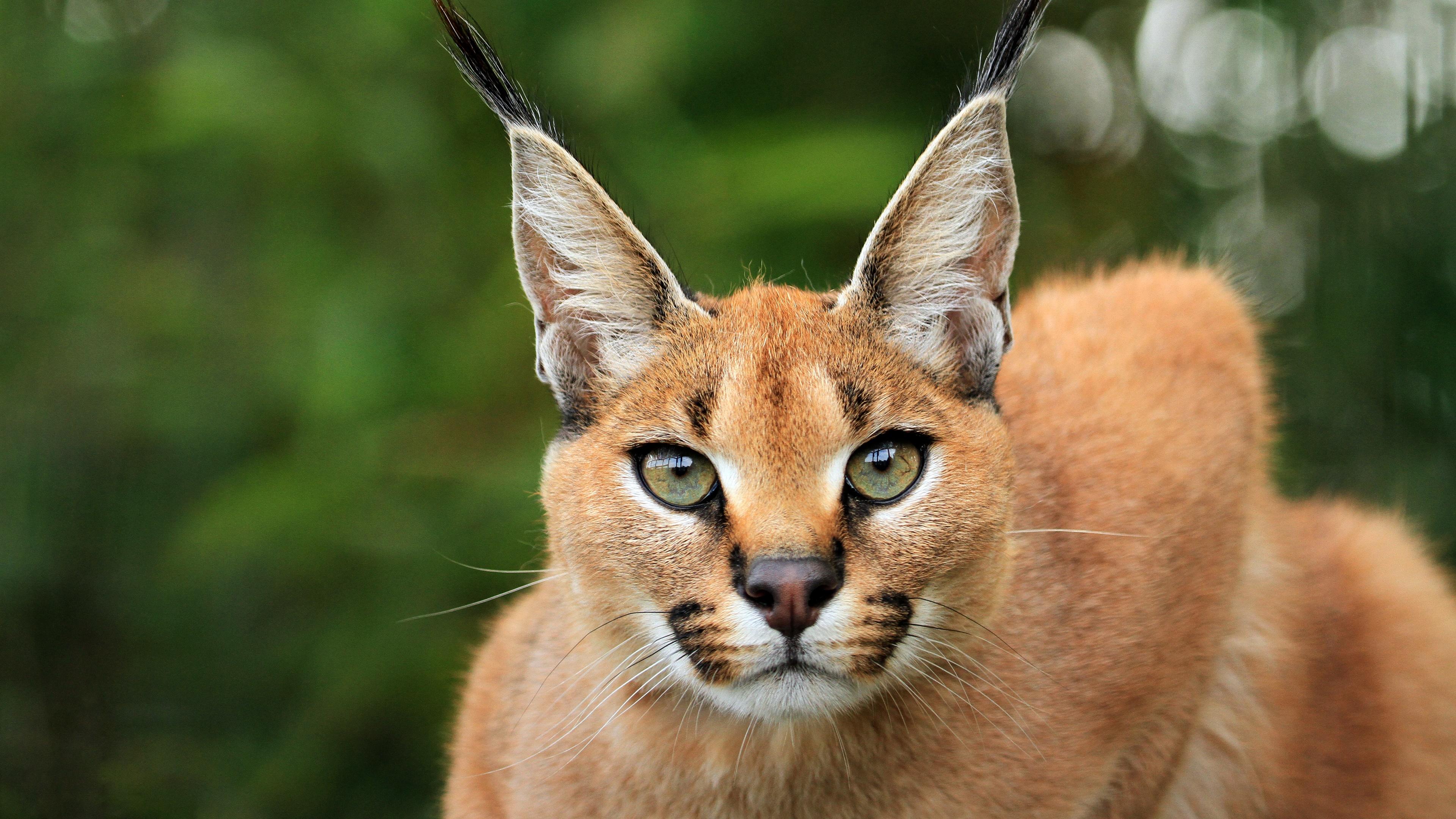 Caracal Wallpapers - Top Free Caracal Backgrounds - WallpaperAccess