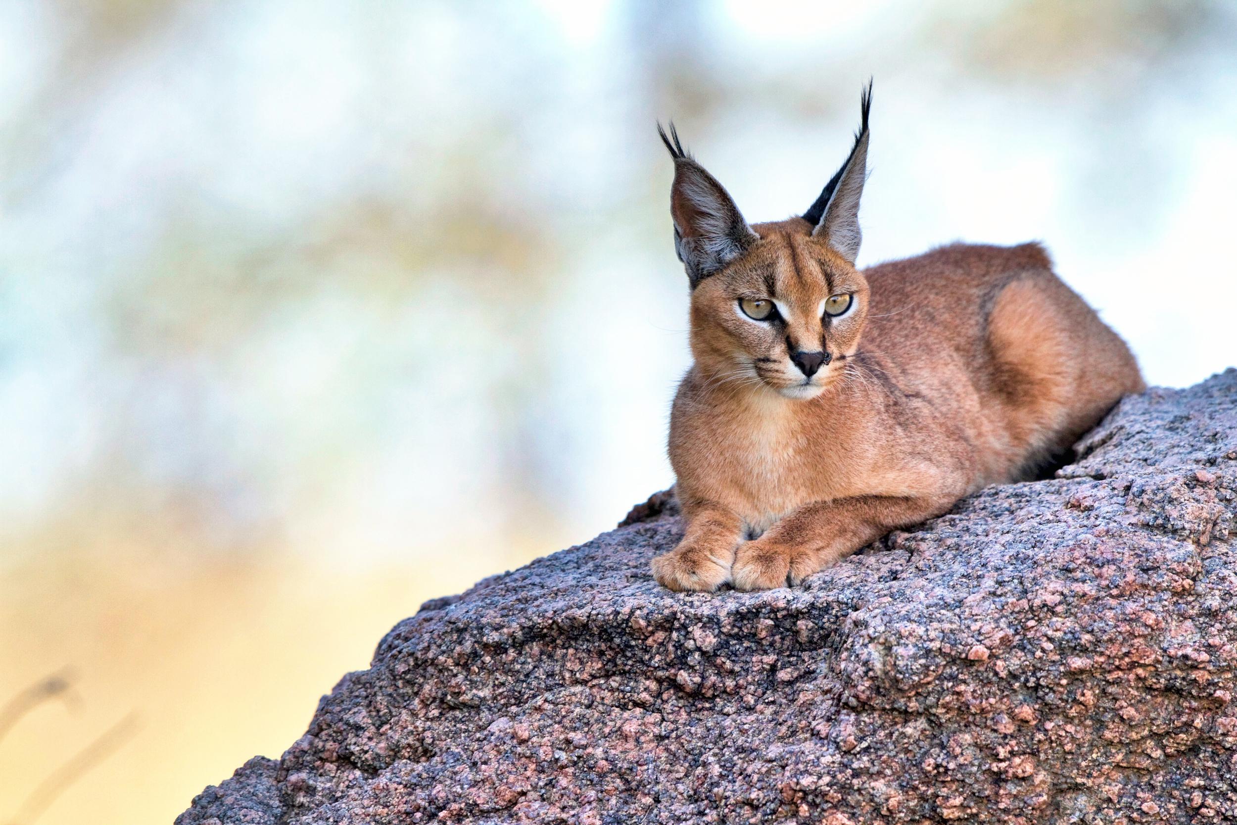 Caracal Wallpapers - Top Free Caracal Backgrounds - WallpaperAccess